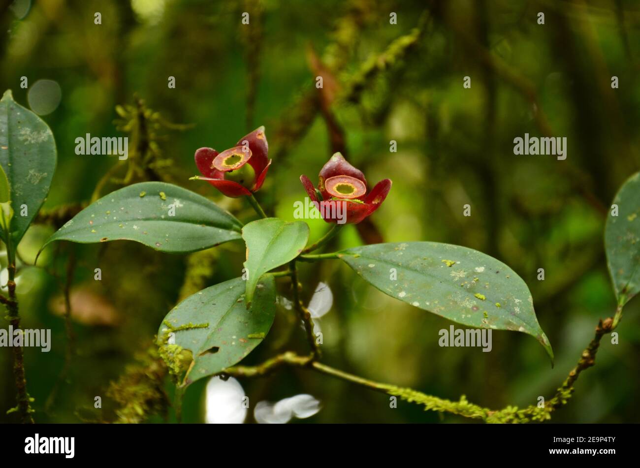 Red jungle plant hi-res stock photography and images - Alamy