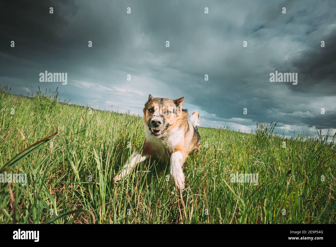 Angry dog teeth hi-res stock photography and images - Alamy