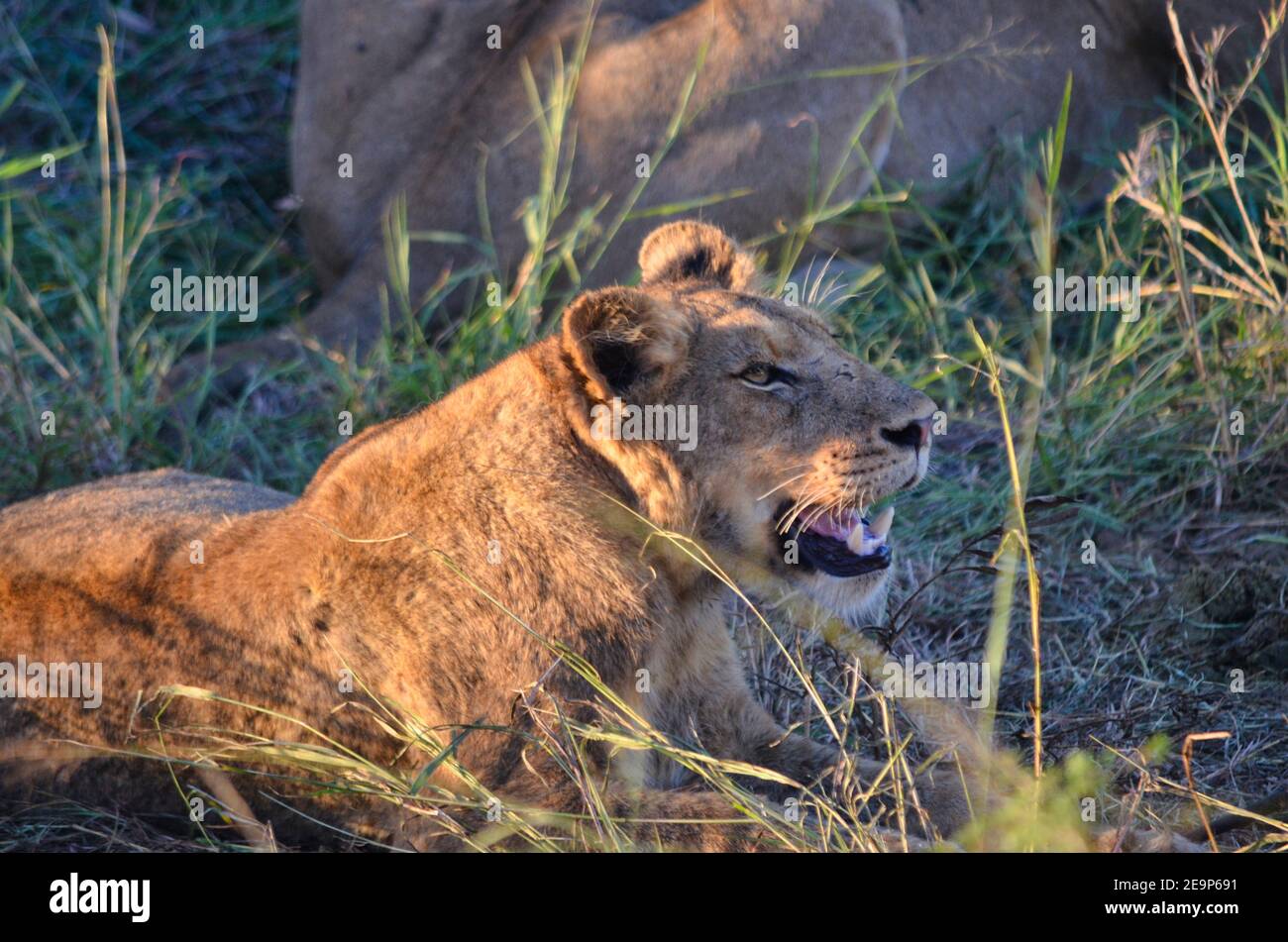 Lion after eating his bray relaxes in the sun Stock Photo - Alamy