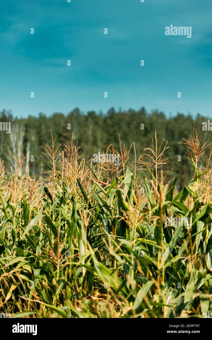 Rural Landscape Maize Field With Corn Sprouts. Young Green Cornfield ...