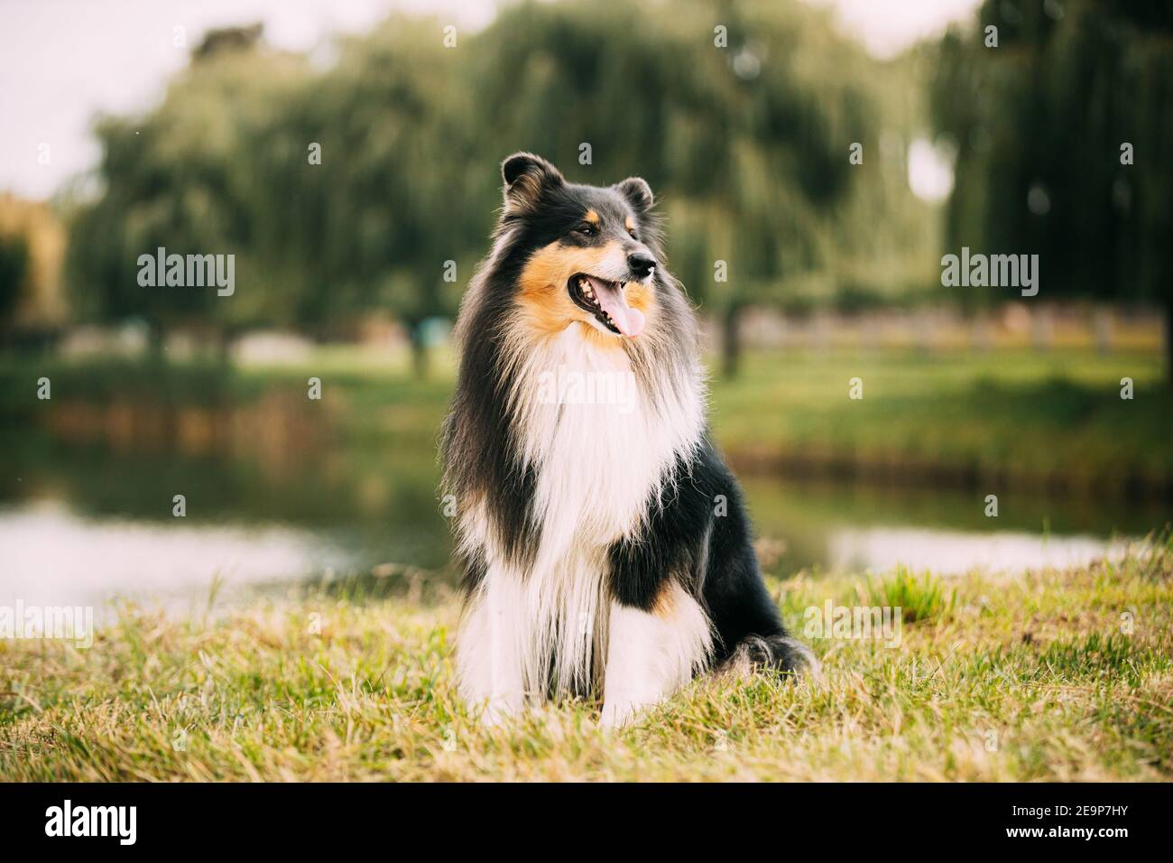 Tricolor Rough Collie, Funny Scottish Collie, Long-haired Collie ...