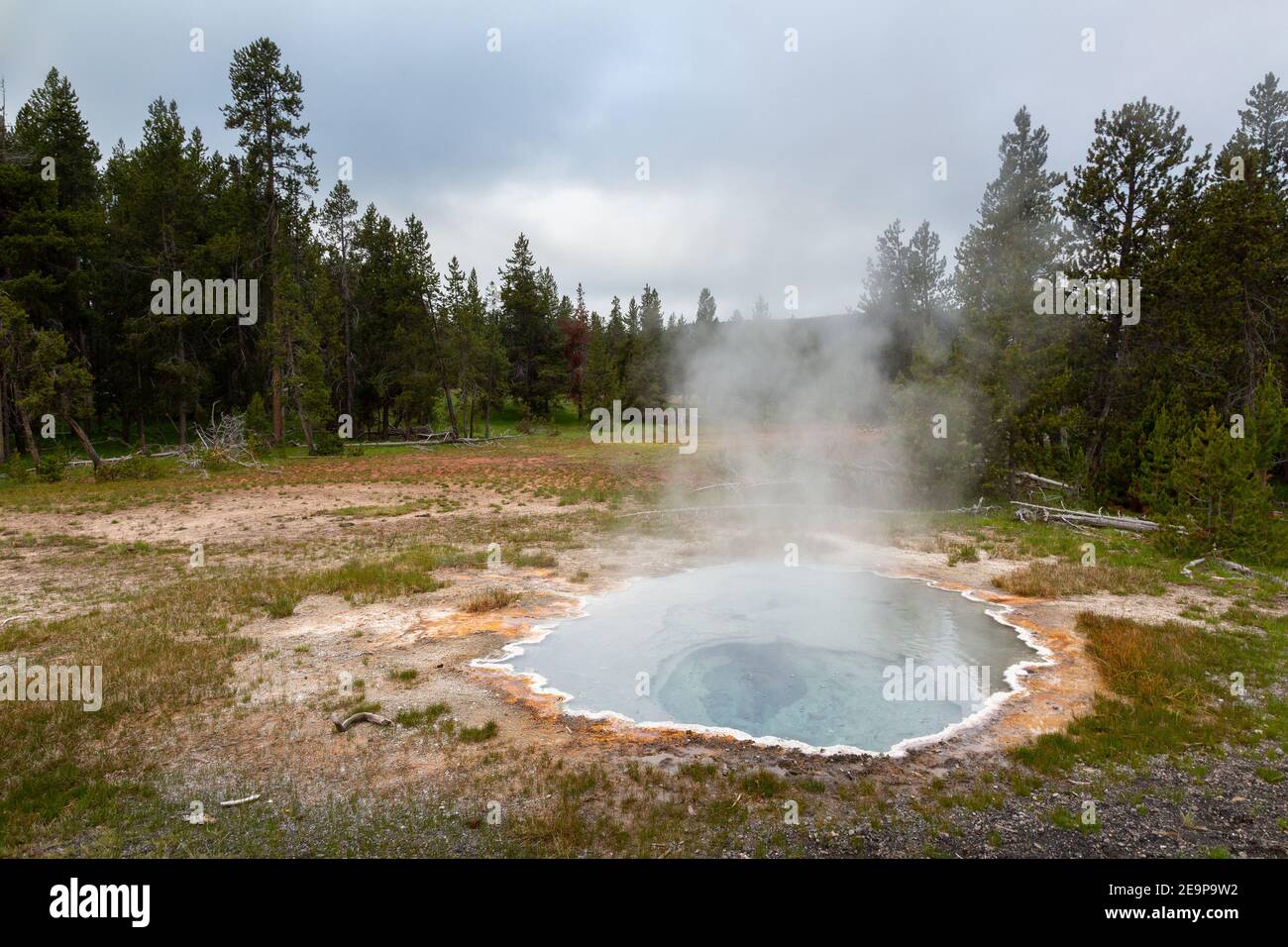 Shield Spring resting in a meadow between parts of a forest in the ...