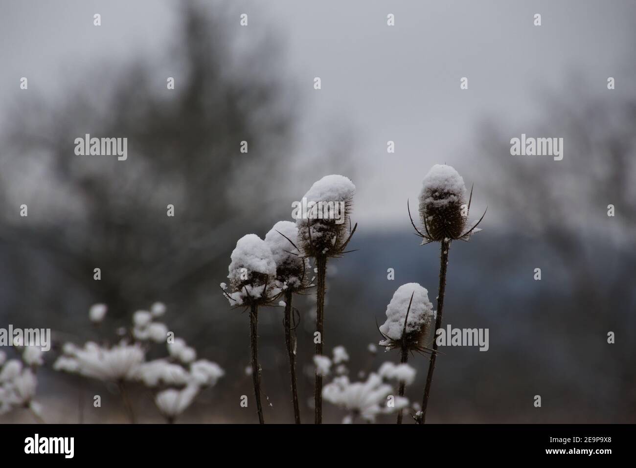 White Teasel High Resolution Stock Photography and Images - Alamy