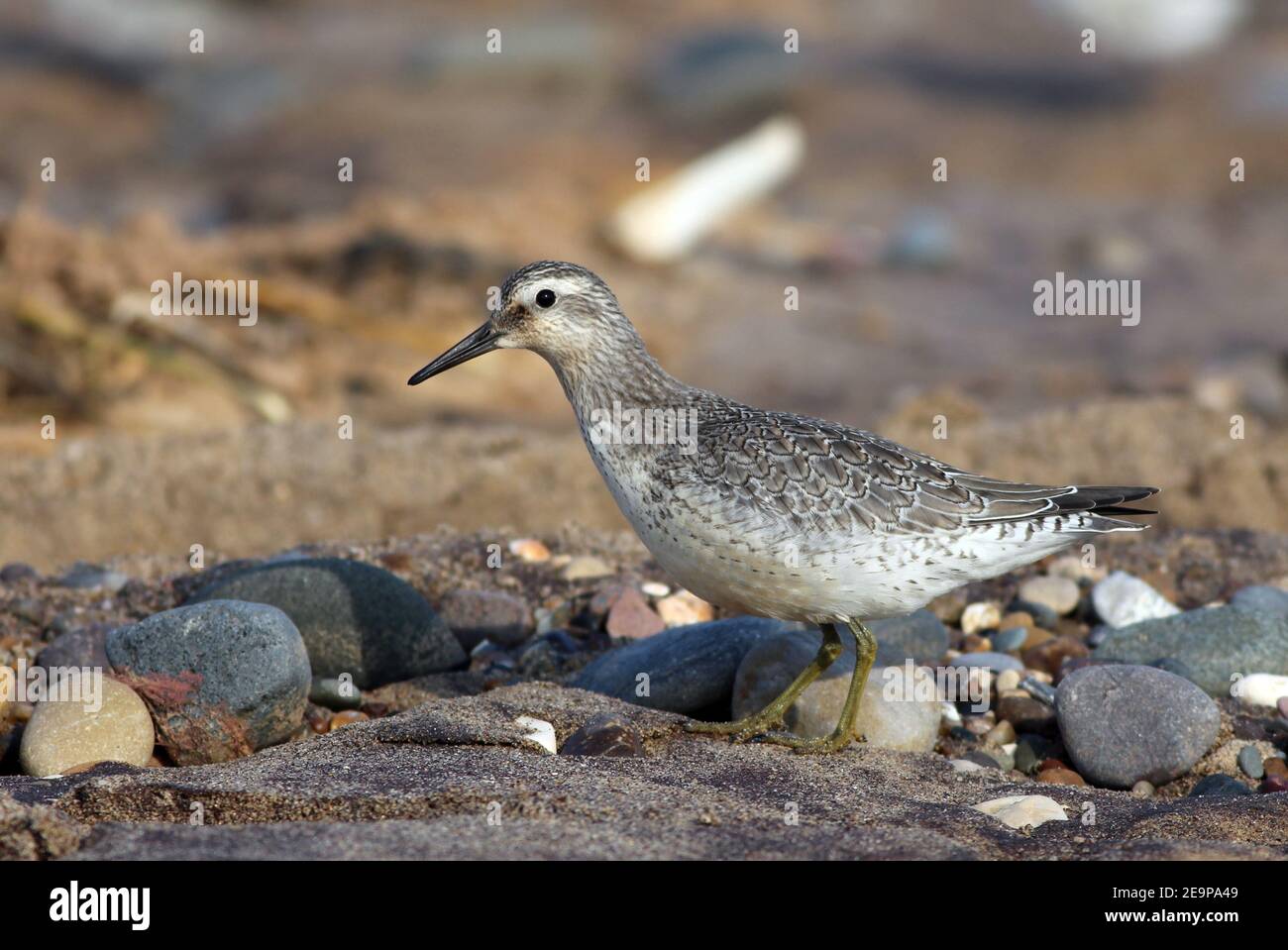 Humber estuary birds hi-res stock photography and images - Alamy