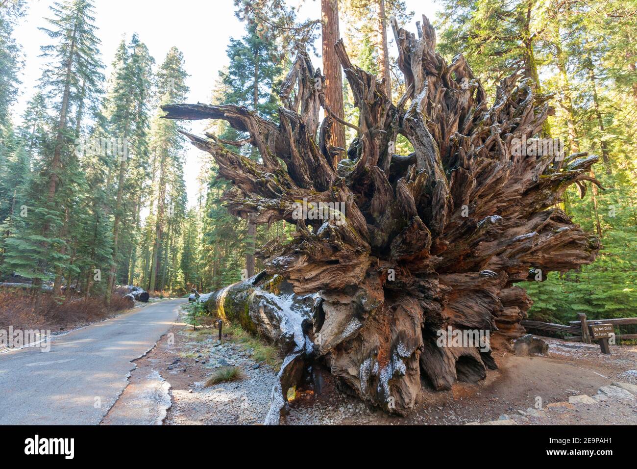 Giant root of a fallen sequoia tree laid by the roadside Stock Photo ...