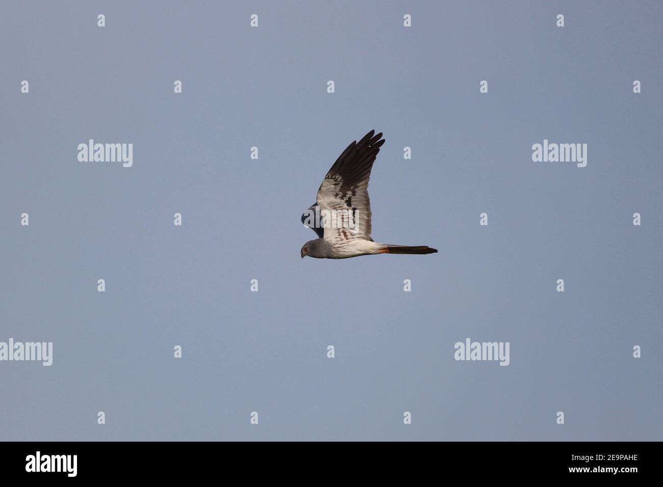 Circus pygargus montagues harrier hi-res stock photography and images ...
