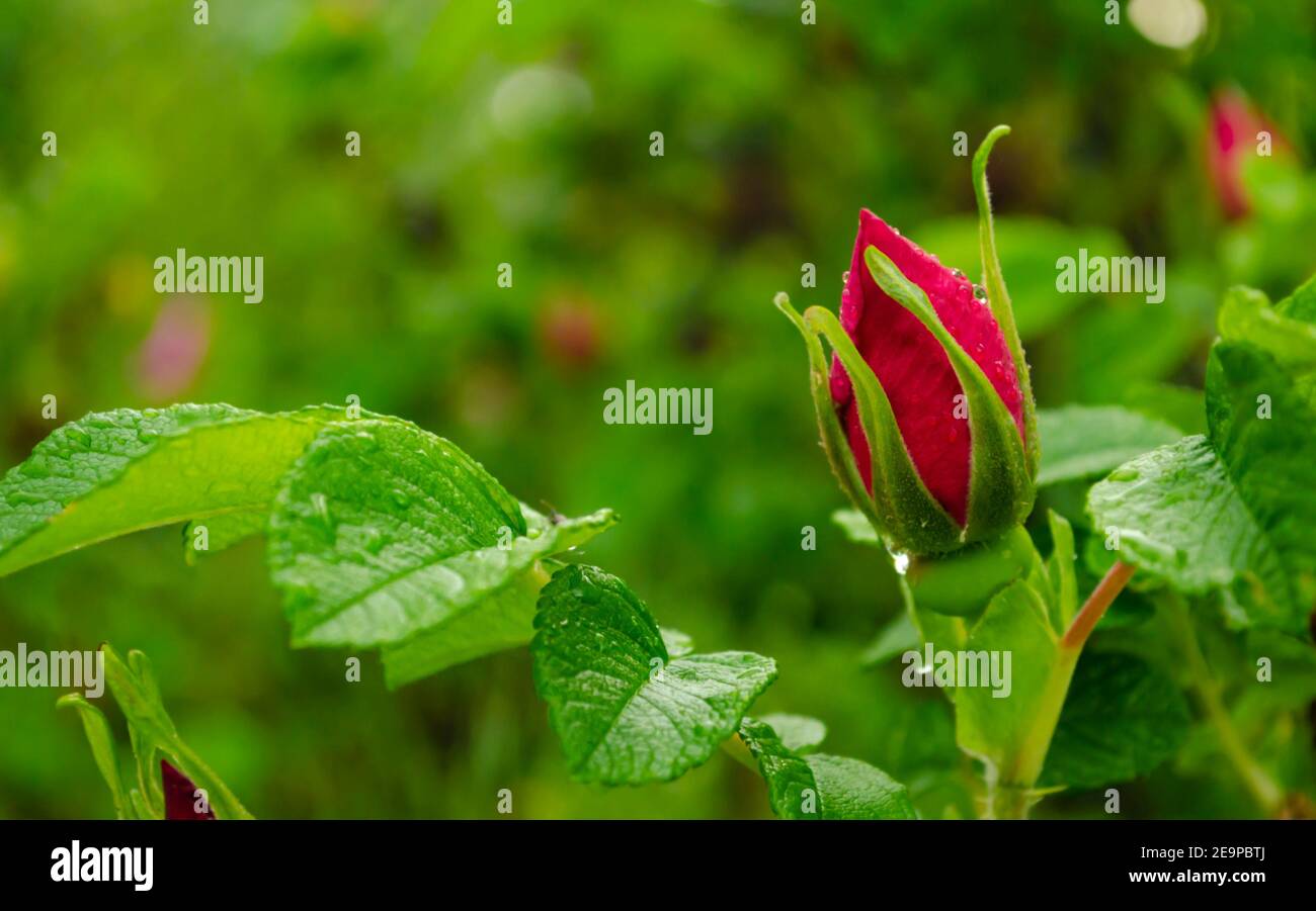 Red rose flower in roses garden. Soft focus. Rose flower in roses ...