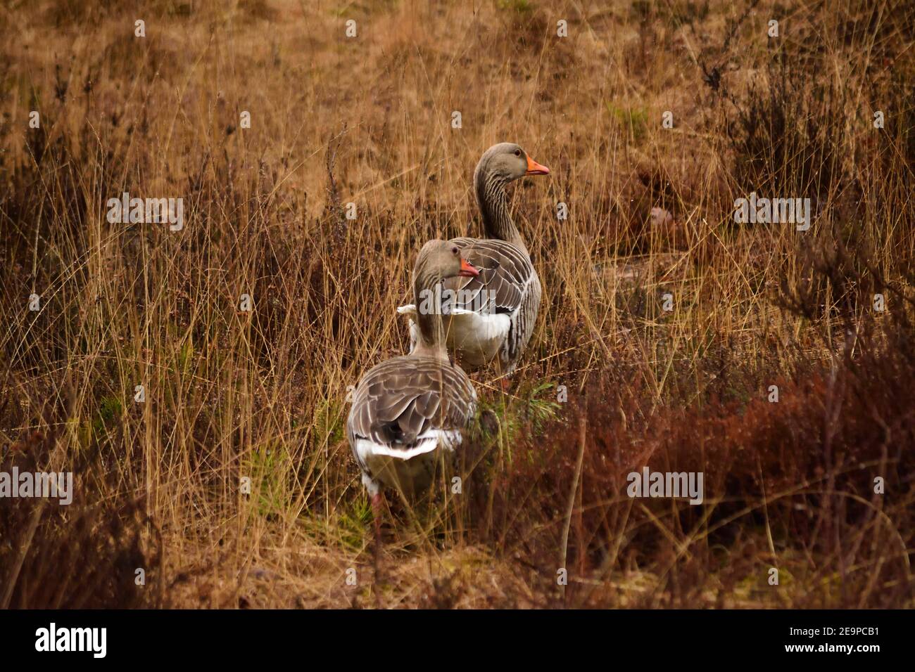 Duck among reeds hi-res stock photography and images - Alamy