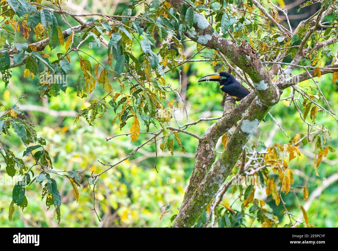Many Banded Aracari (Pteroglossus pluricinctus), Yasuni national park ...