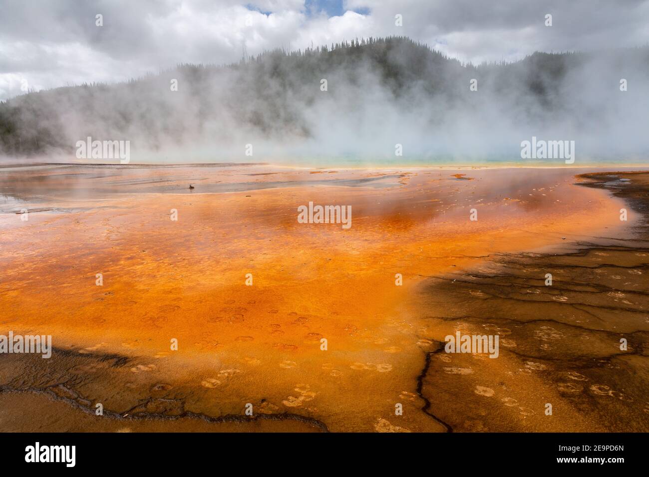 Grand prismatic spring bison hi-res stock photography and images - Alamy