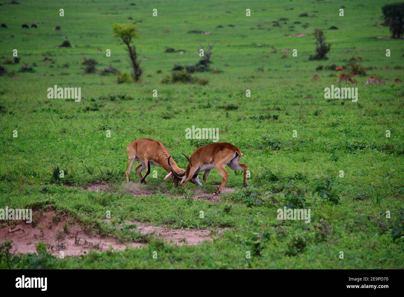 Impala fight in the green savannah in uganda Stock Photo - Alamy