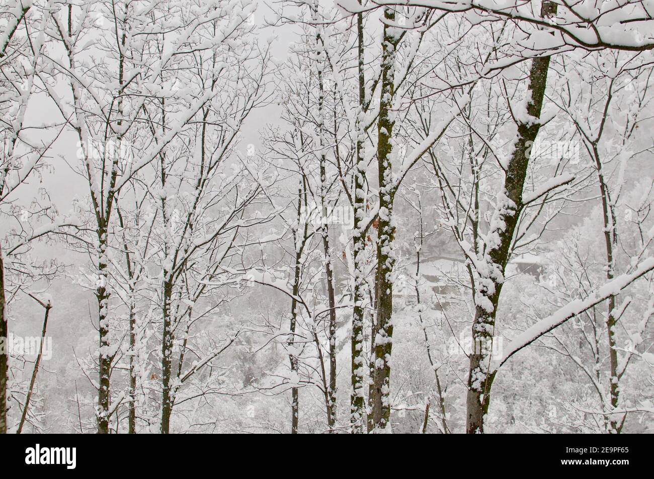 Close up on snowy trees branches covered with snow in a forest in Ti ...