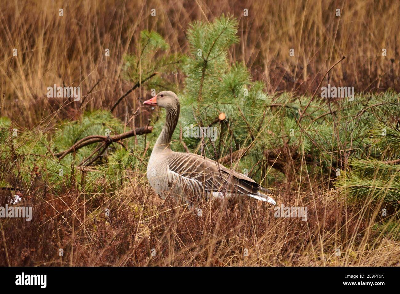 Canada geese flying illustration hi-res stock photography and images ...