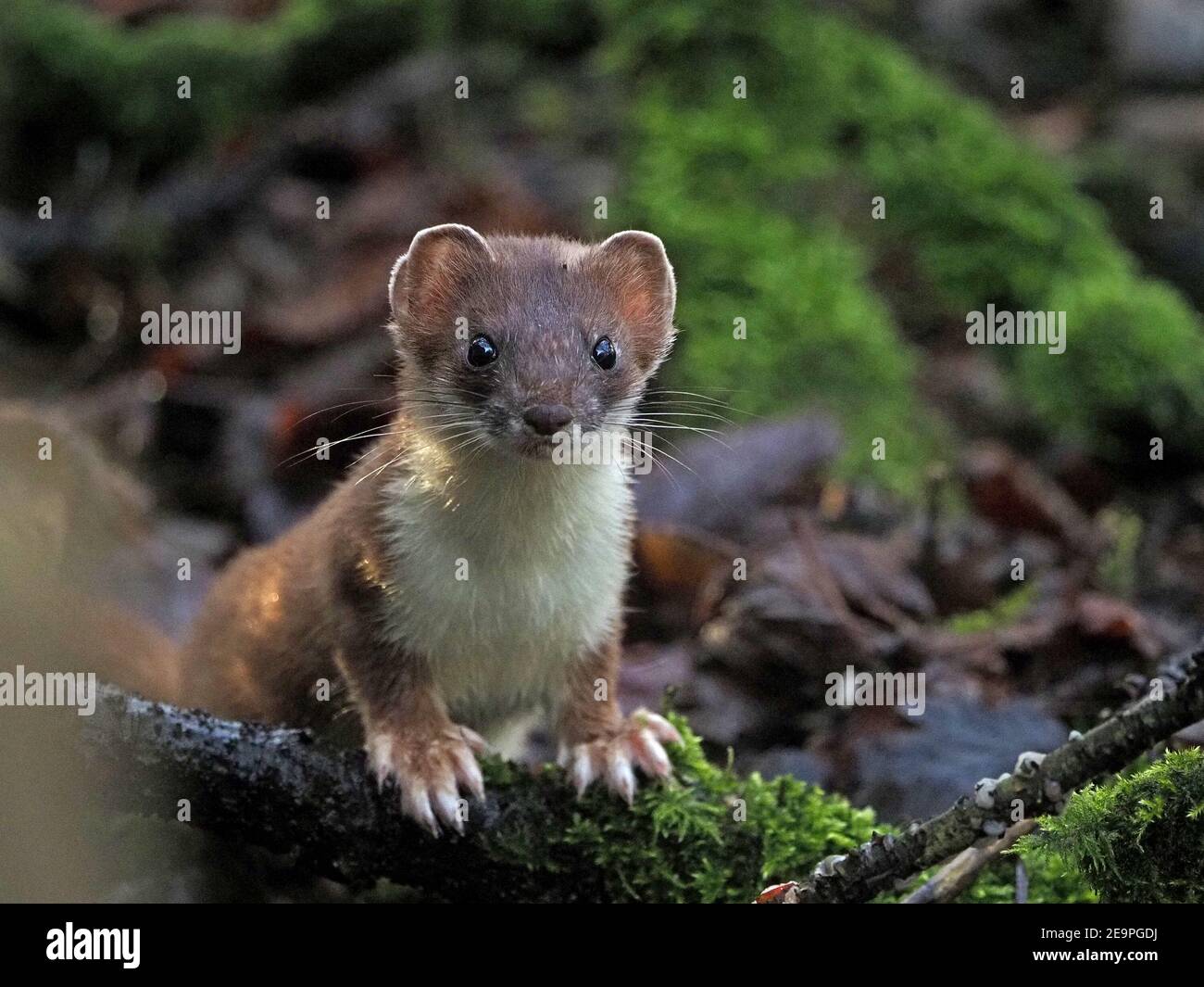 Big Weasel High Resolution Stock Photography and Images - Alamy