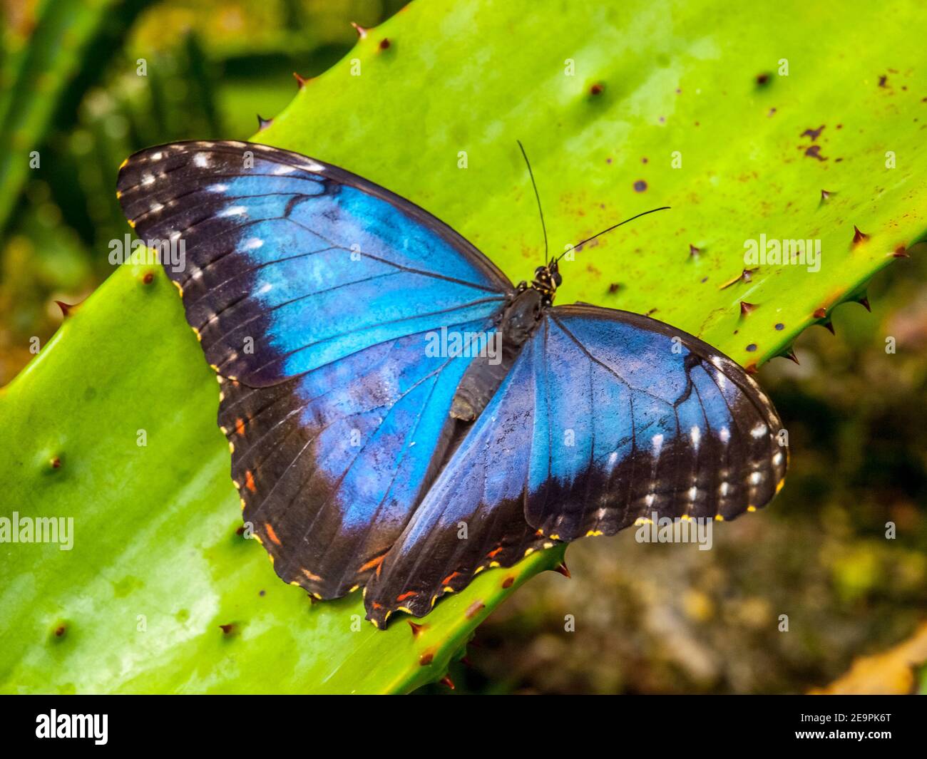 Blue morpho butterfly wing hi-res stock photography and images - Alamy