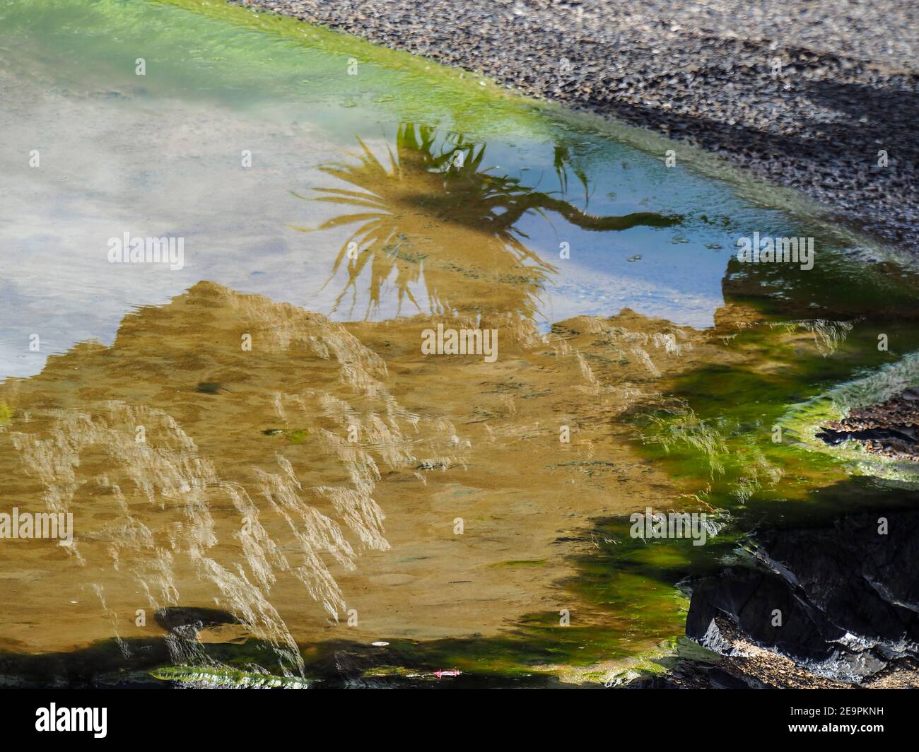 Pandanus australia coast nsw hi-res stock photography and images - Alamy