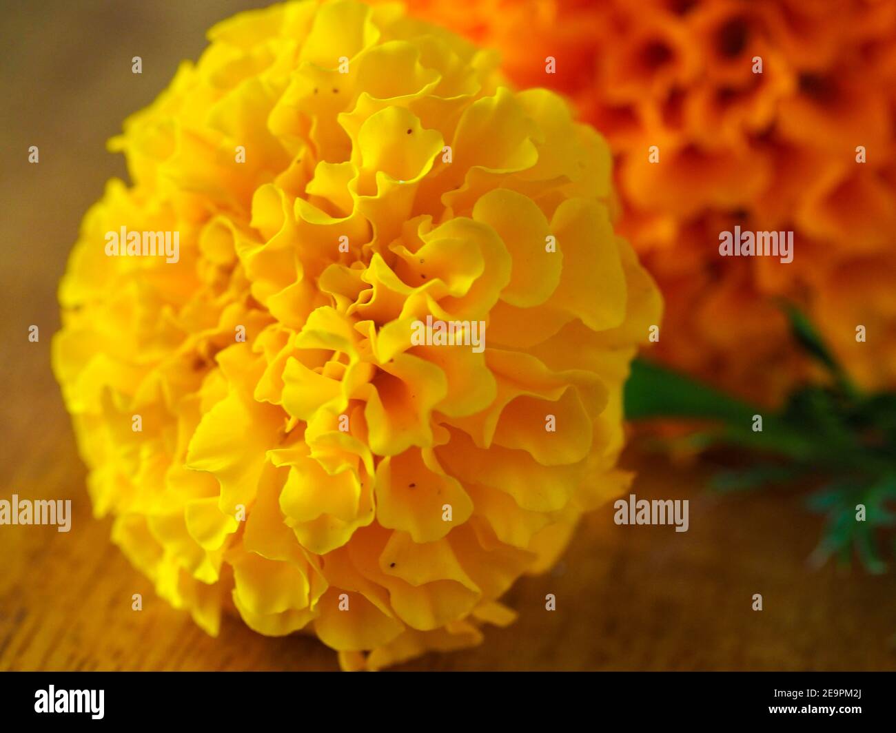 A Marigold flower, one orange and the other yellow Stock Photo - Alamy