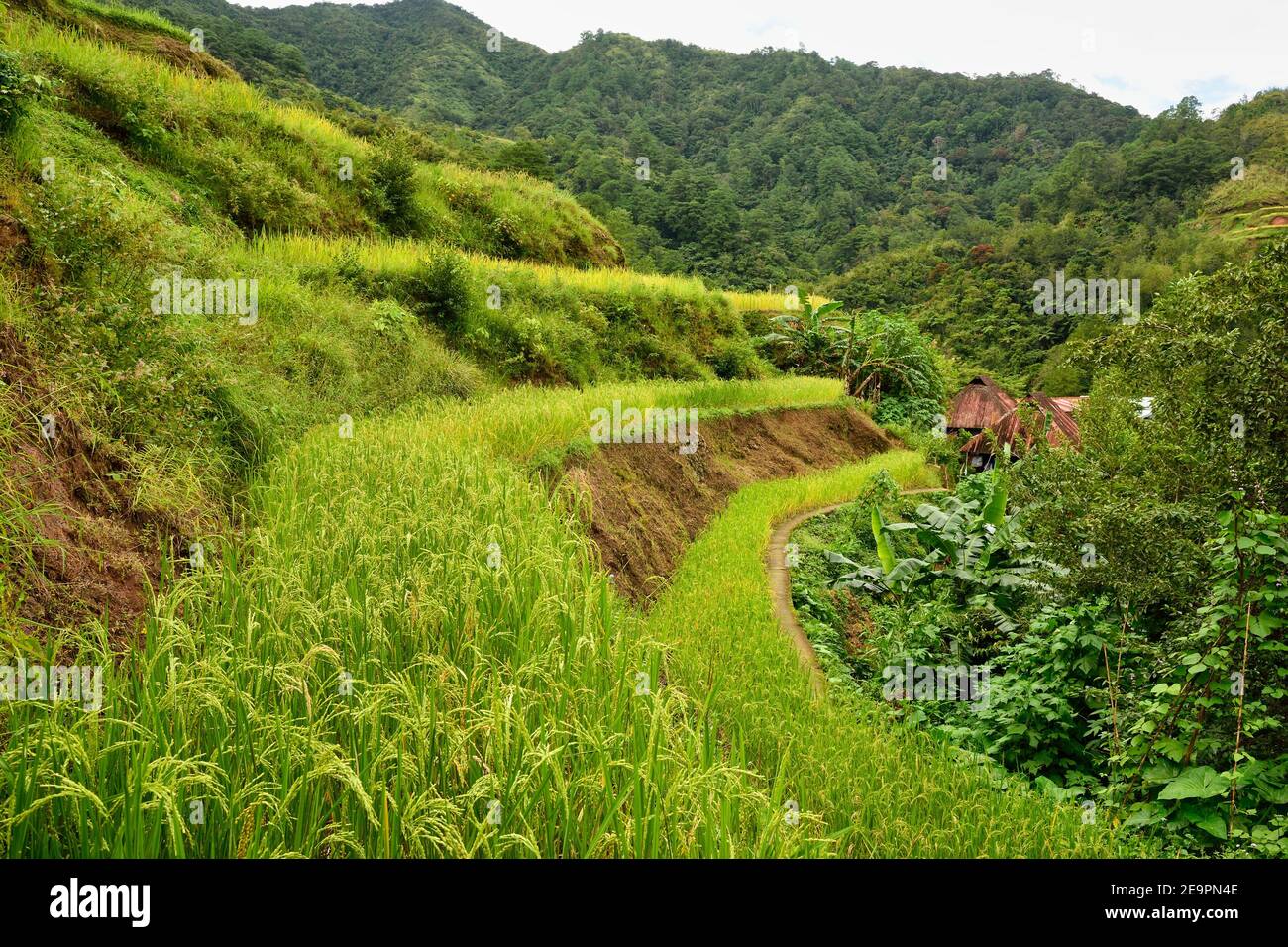 Rice terraces in the mountain in banaue Philippines Stock Photo - Alamy