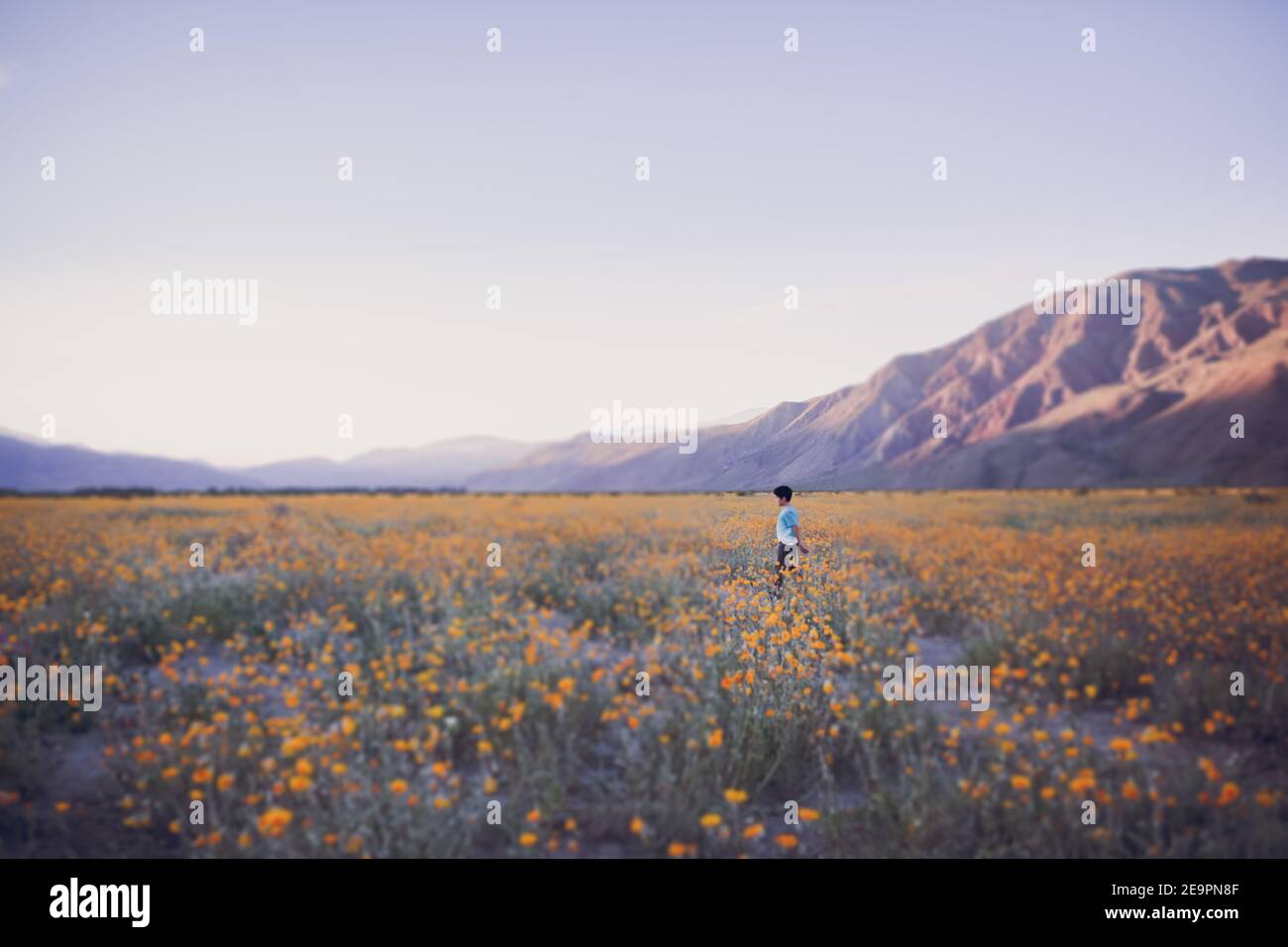 One boy walking on a wildflower field in the desert in the Spring Stock ...