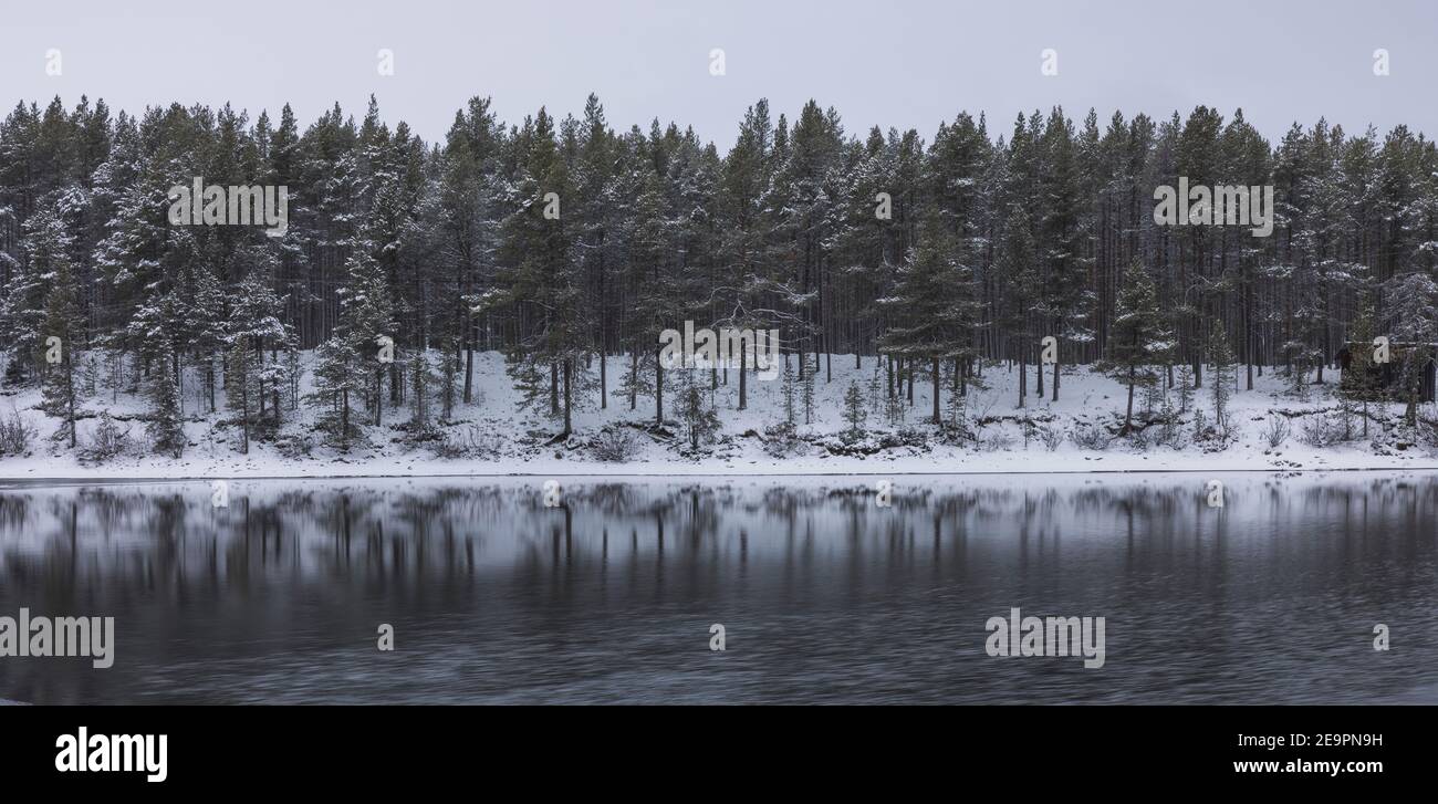 snowy forest in panoramic with calm lake Stock Photo - Alamy