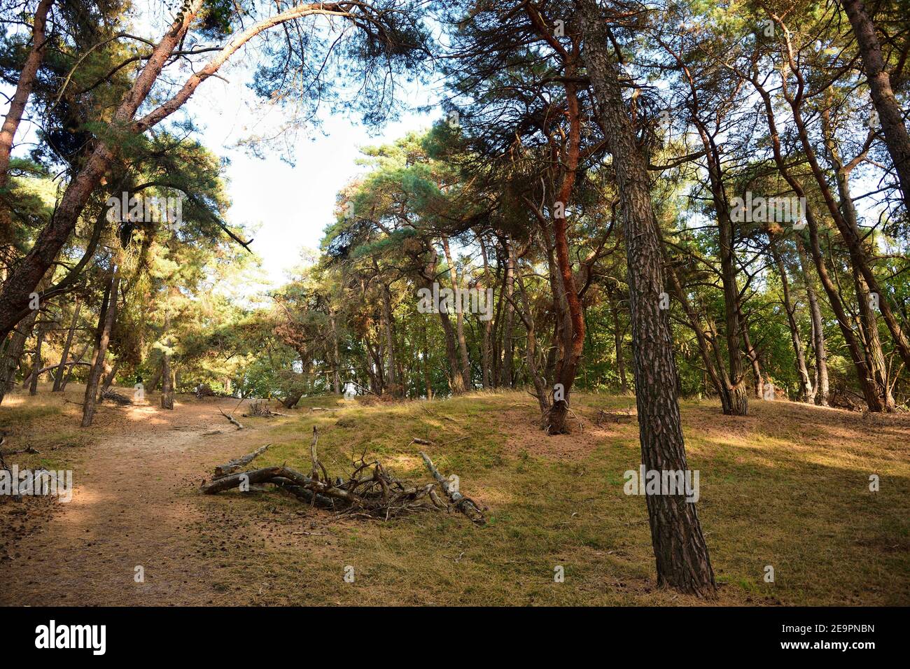Dutch autumn forest hi-res stock photography and images - Alamy