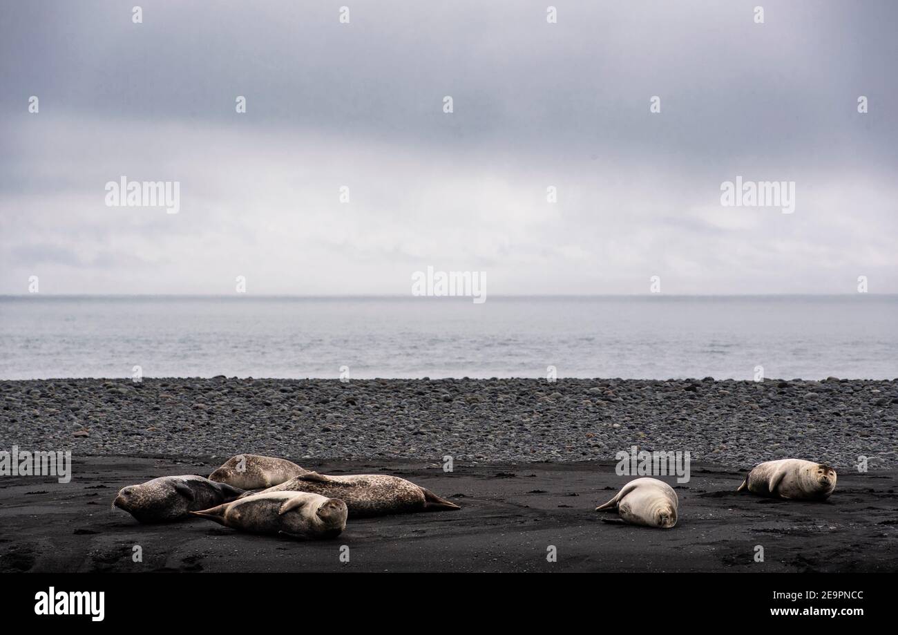 North Atlantic seals resting on black beach in Iceland Stock Photo - Alamy
