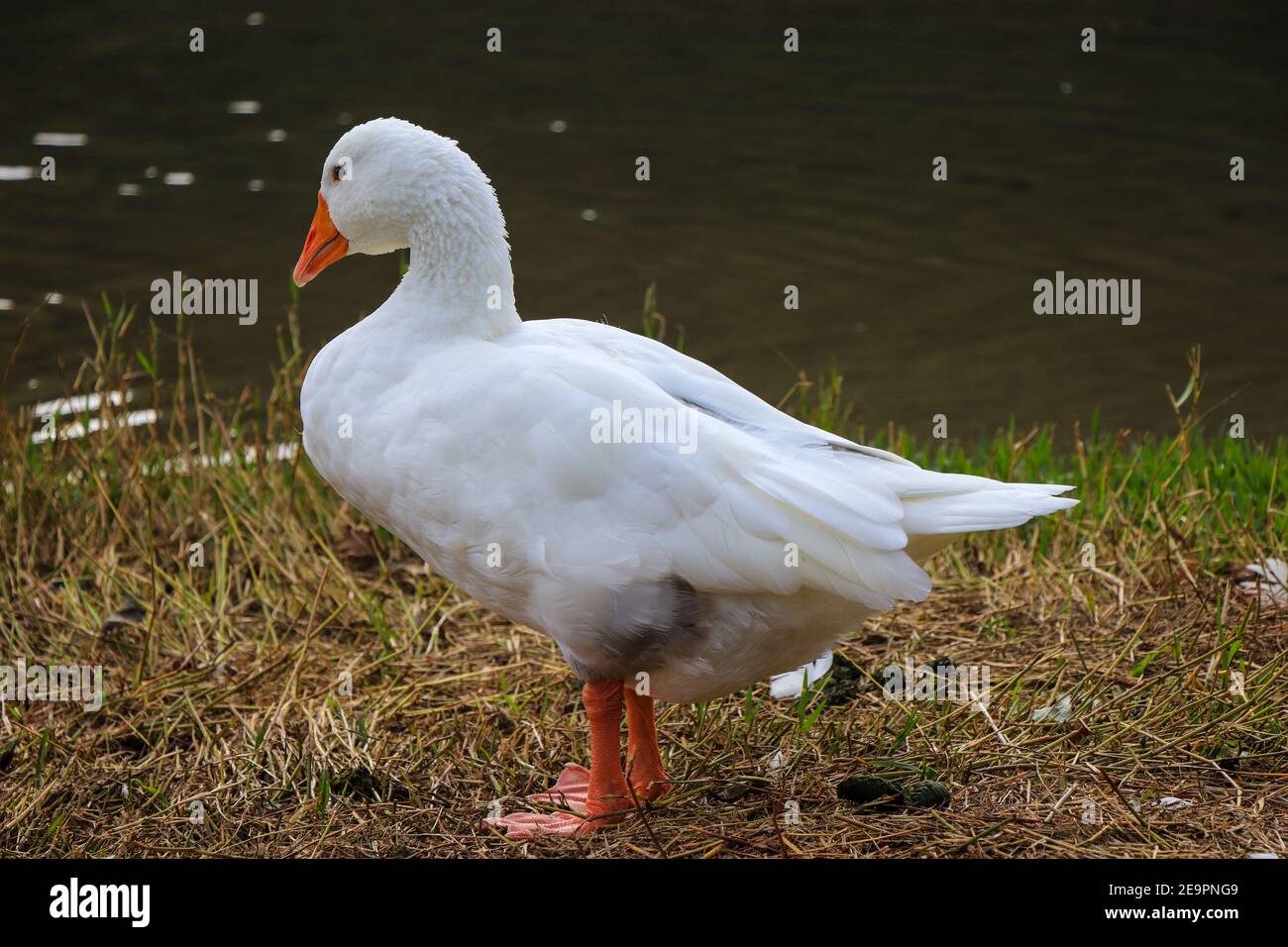 Beautiful white goose in hi-res stock photography and images - Alamy