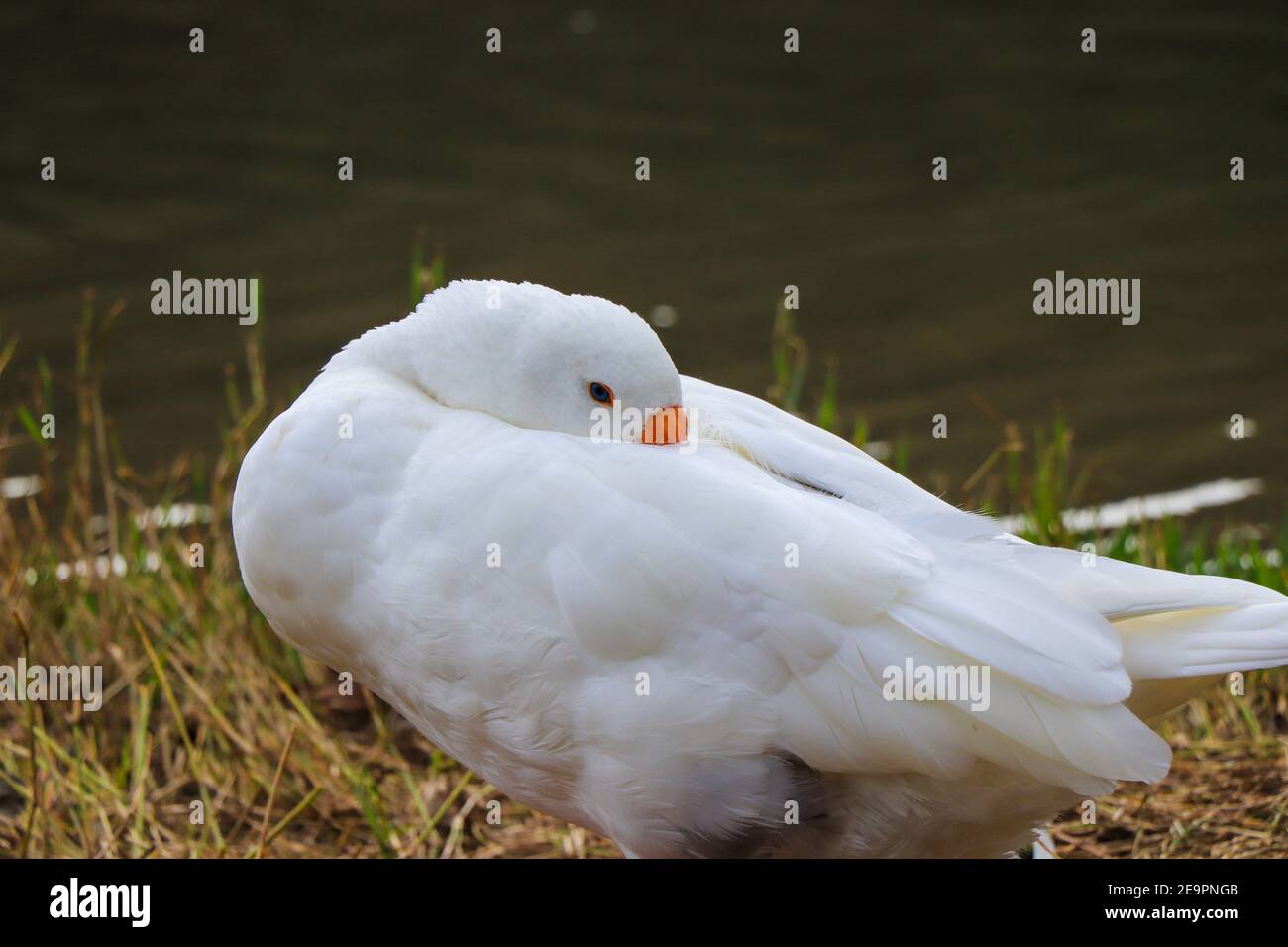 Beautiful white goose hi-res stock photography and images - Alamy