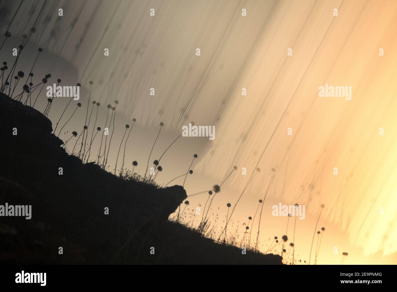 allium sp. backlit plant on the beach of macarena Stock Photo - Alamy