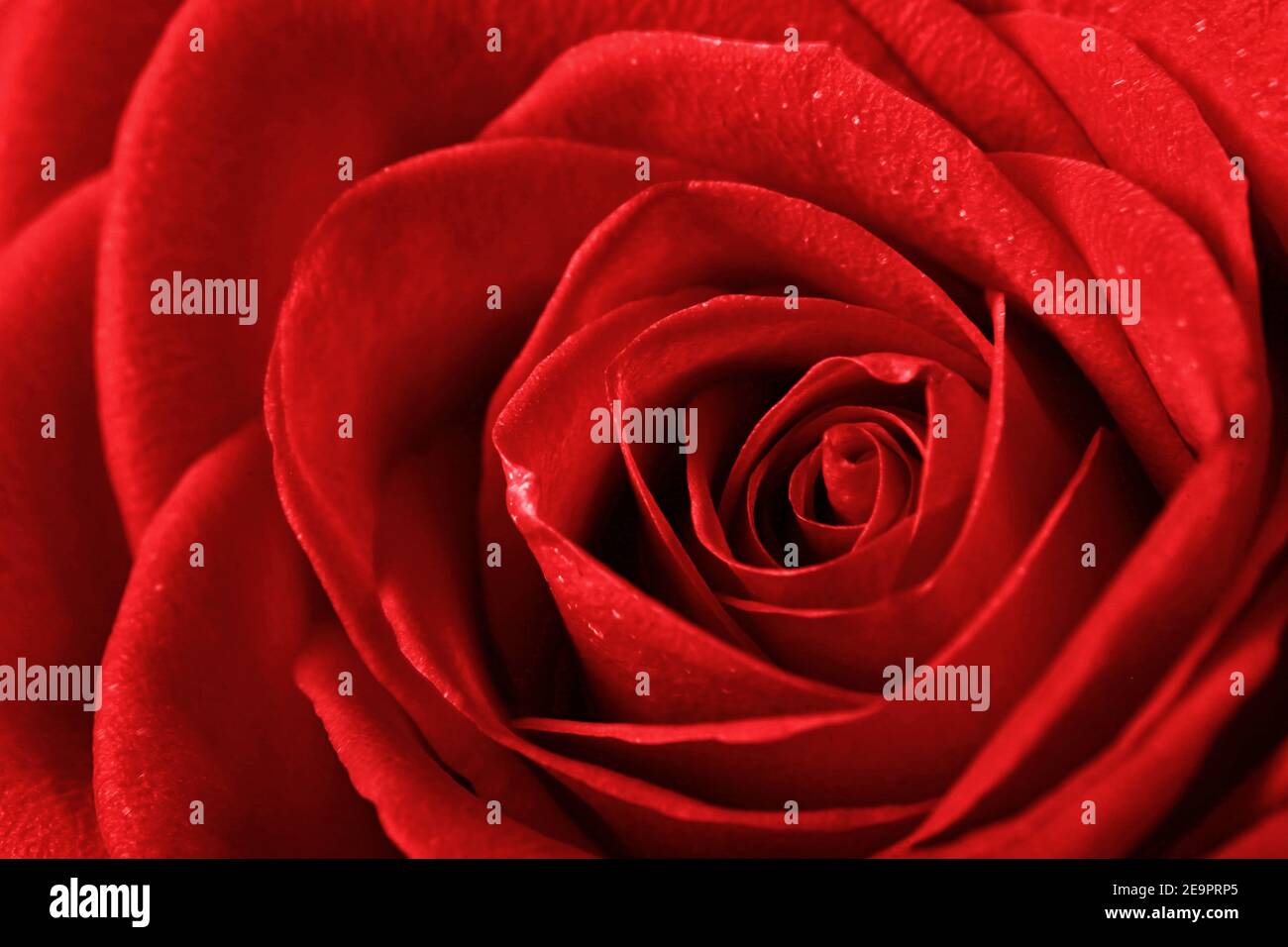 Valentines Day background. Love and Valentine's Day concept Stock Photo ... Valentines Day background. Love and Valentine's Day concept Stock Photo ...