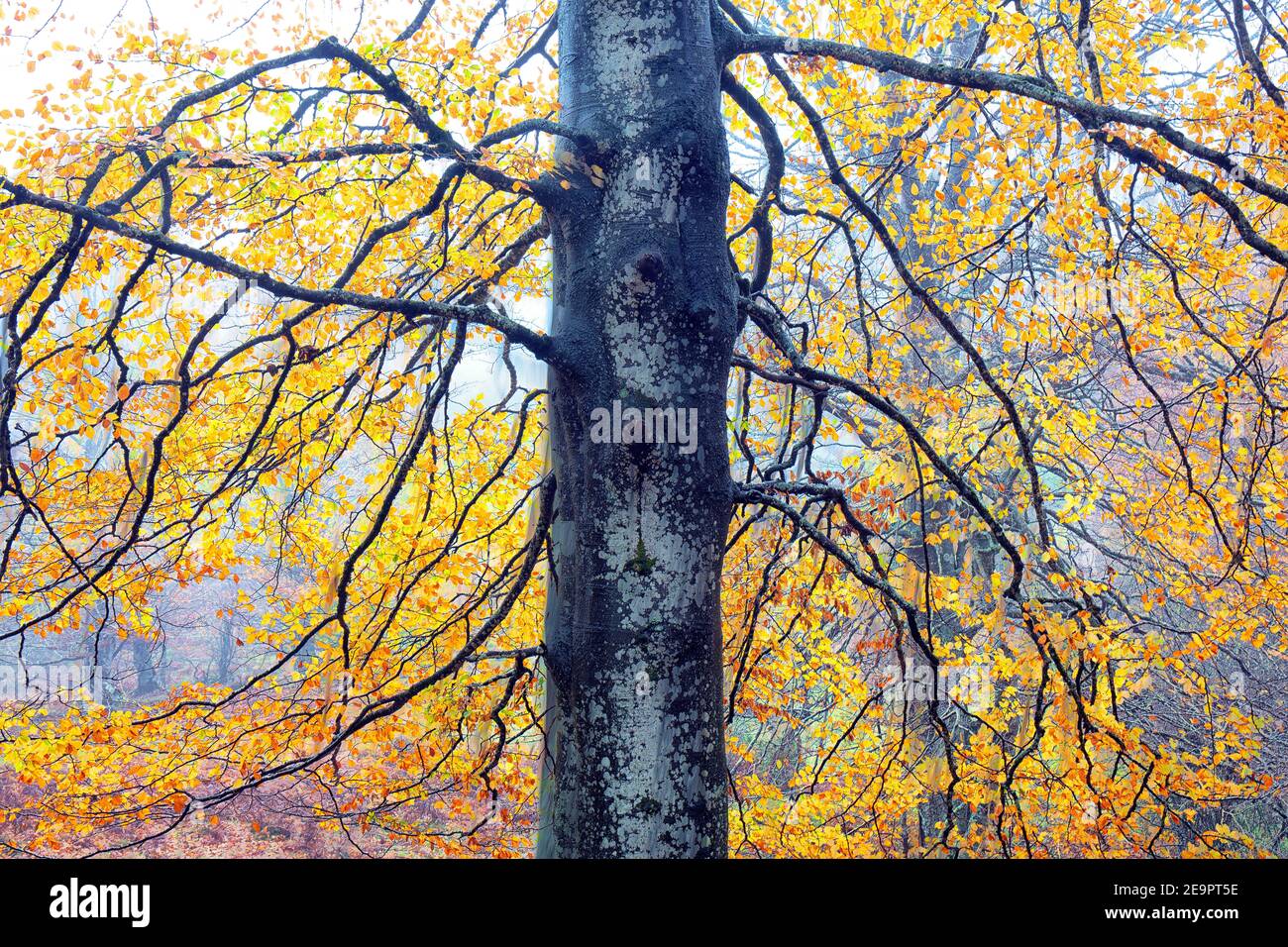 Beech forest. Urederra which means beautiful water where turquoise ...