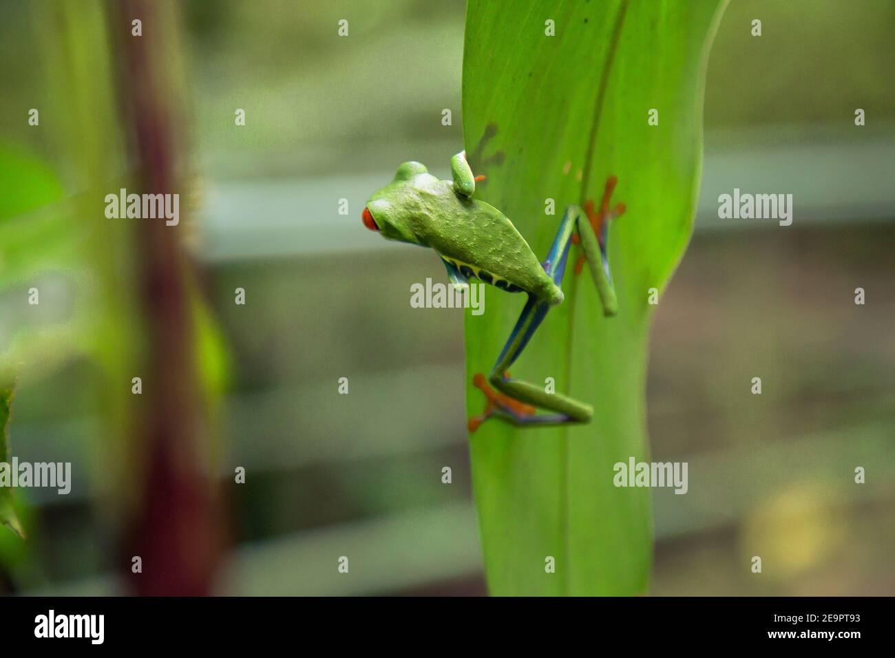 Red eye tree frog mexico hi-res stock photography and images - Alamy