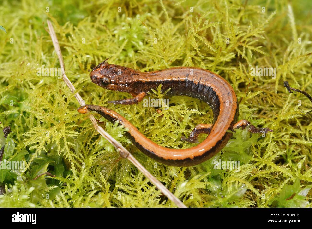 Plethodon salamanders hi-res stock photography and images - Alamy
