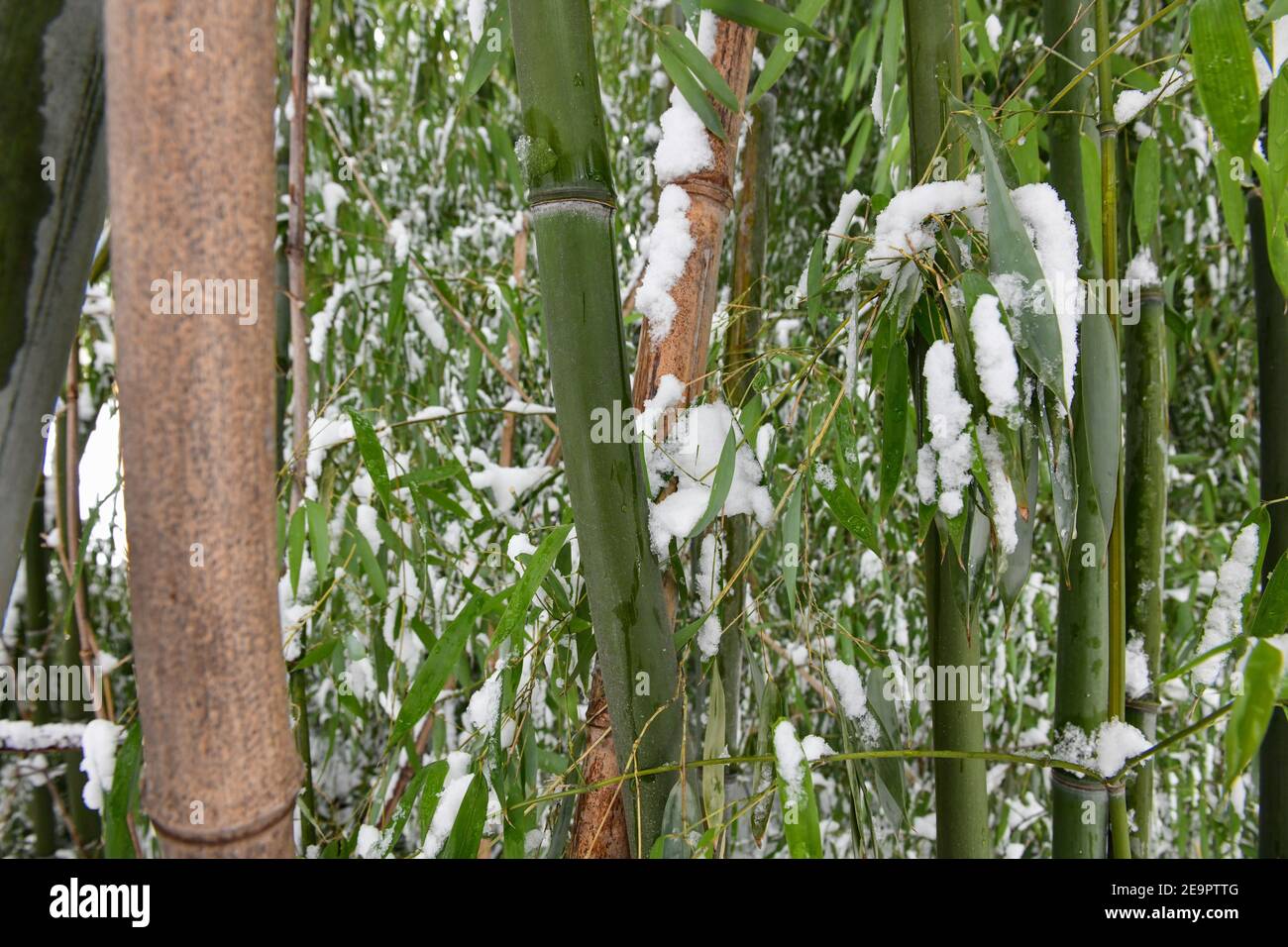 Bambusoideae Grove High Resolution Stock Photography and Images - Alamy