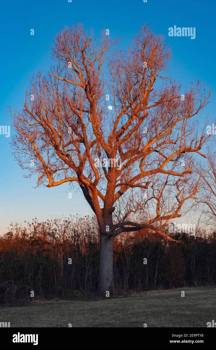 Dead tree and full moon hi-res stock photography and images - Alamy