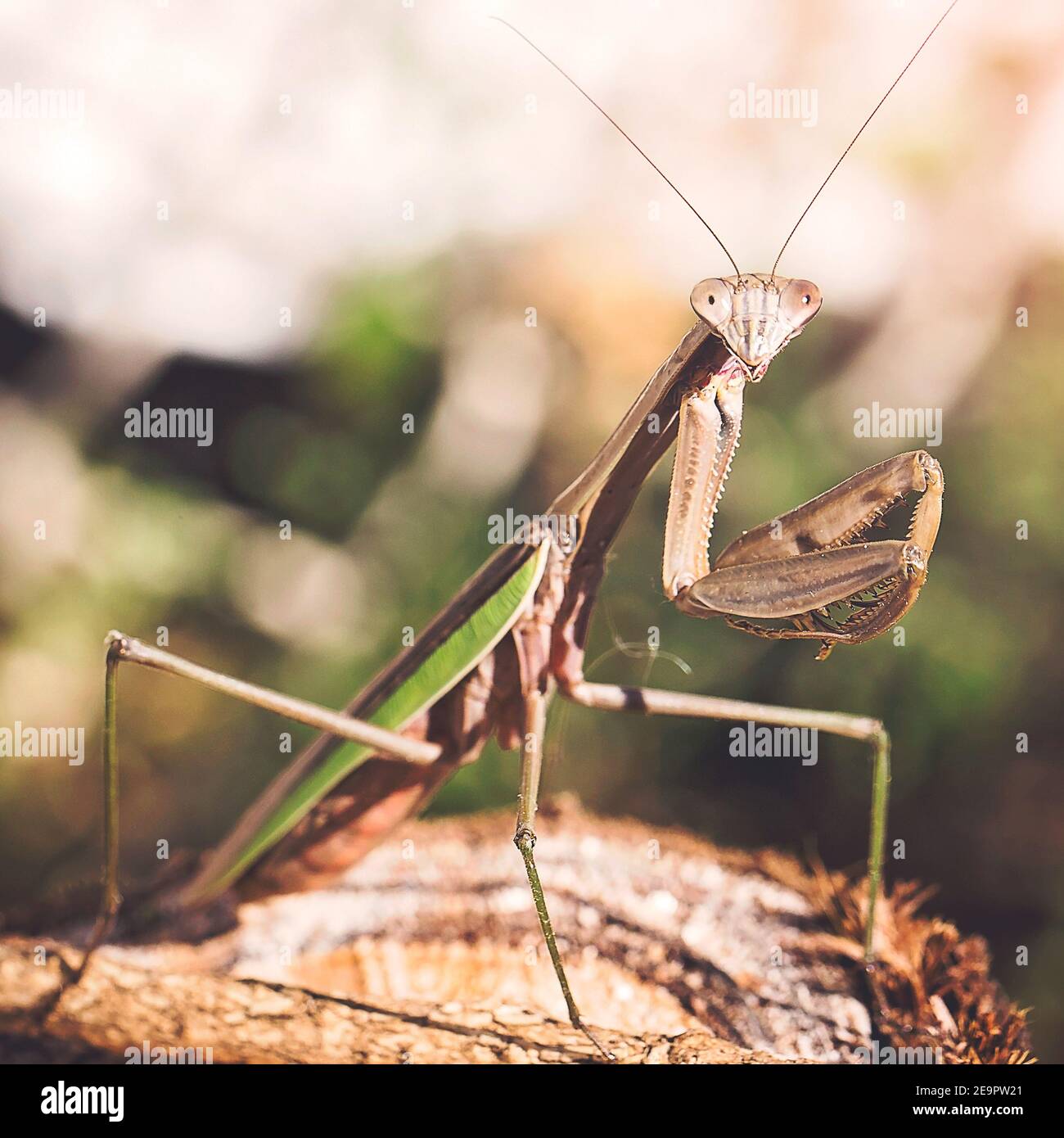 Praying Mantis Insect in upright position staring directly at camera ...
