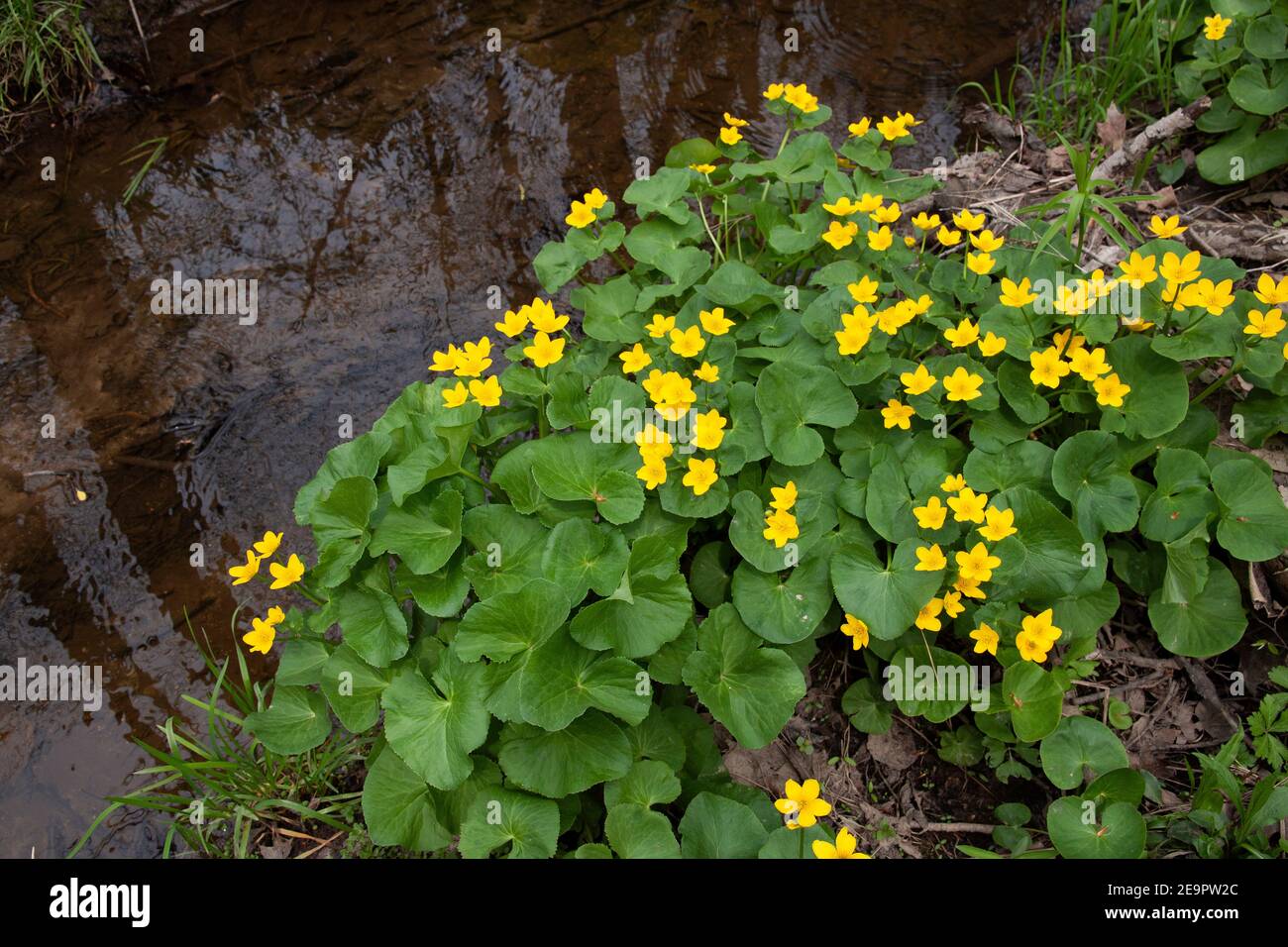 Marsh-merigolds, flowering (Caltha palustris), along stream edge ...