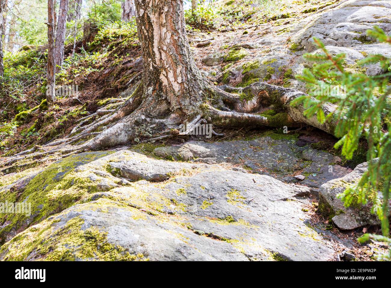 Beautiful nature landscape view of tree roots on rocky ground. Sweden ...