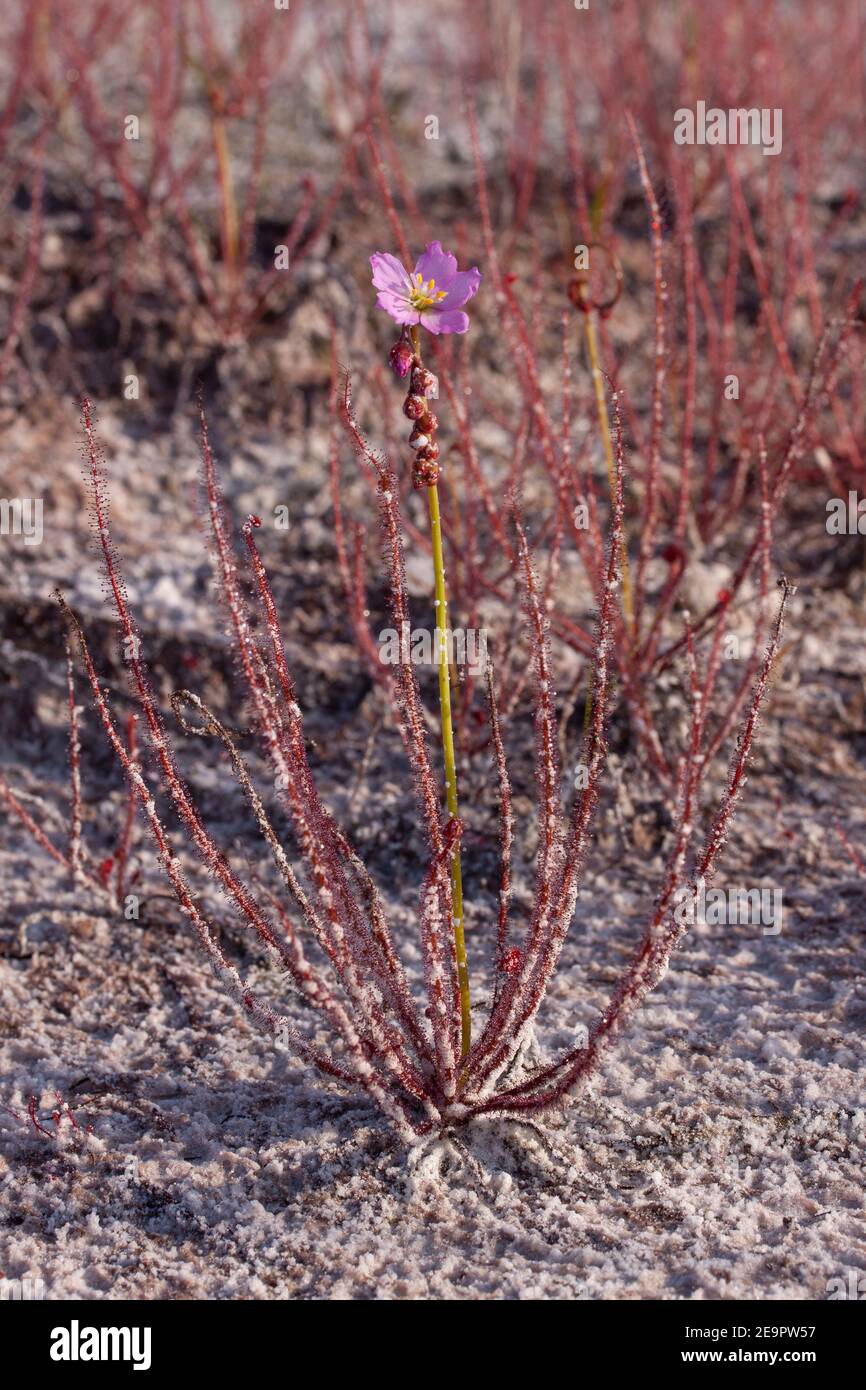 Thread leaved sundews hi-res stock photography and images - Alamy