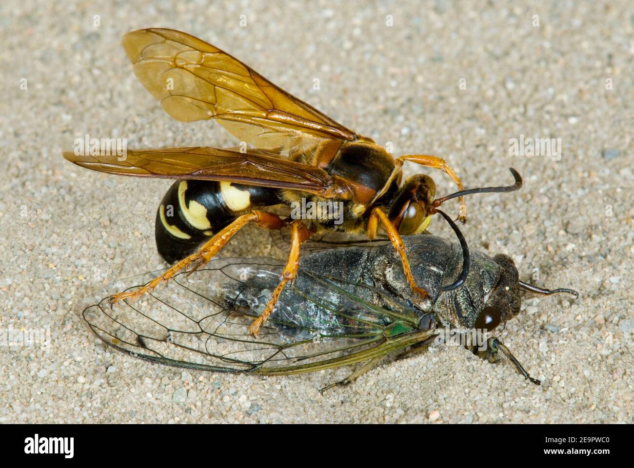 Cicada killer wasp hi-res stock photography and images - Alamy