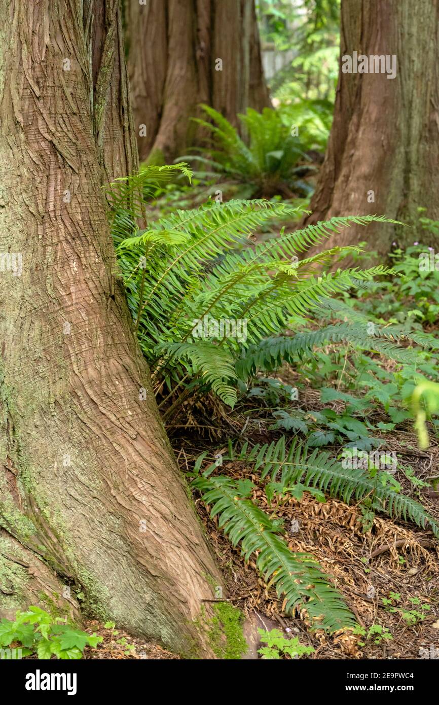 Western redcedar forest hi-res stock photography and images - Alamy