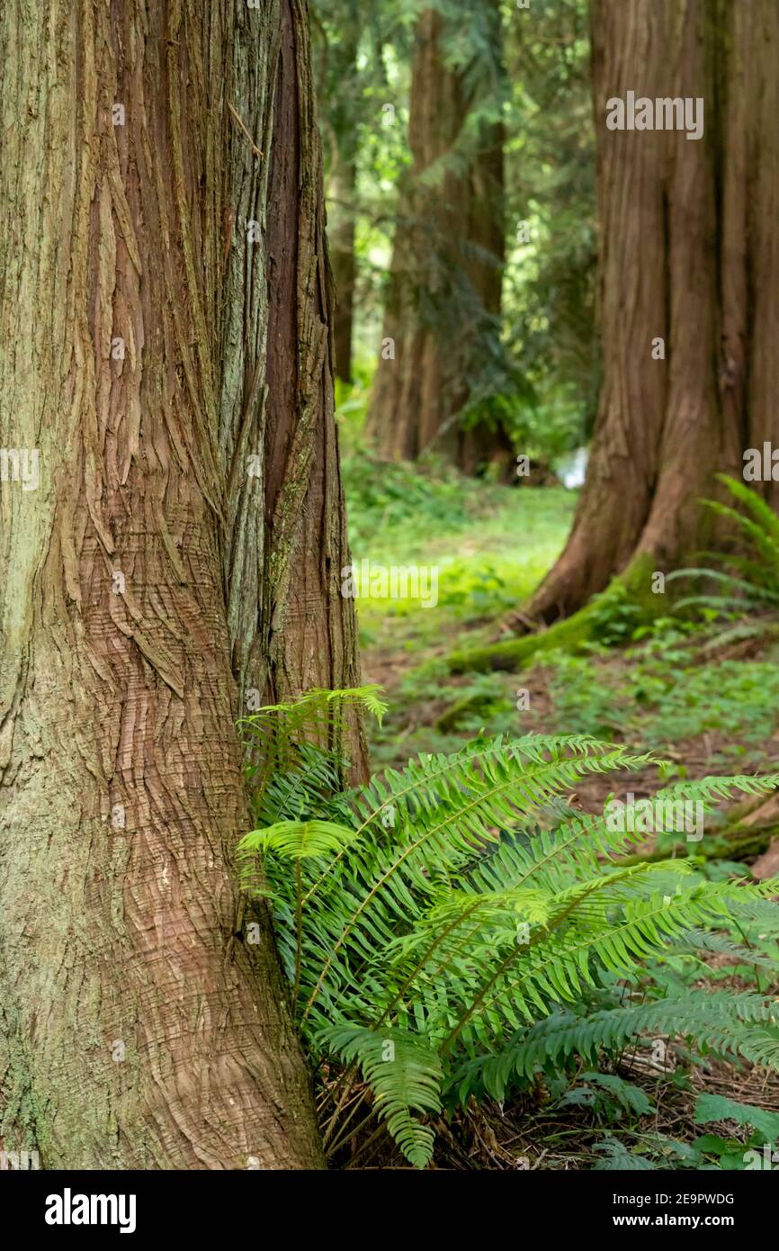 Western redcedar forest hi-res stock photography and images - Alamy