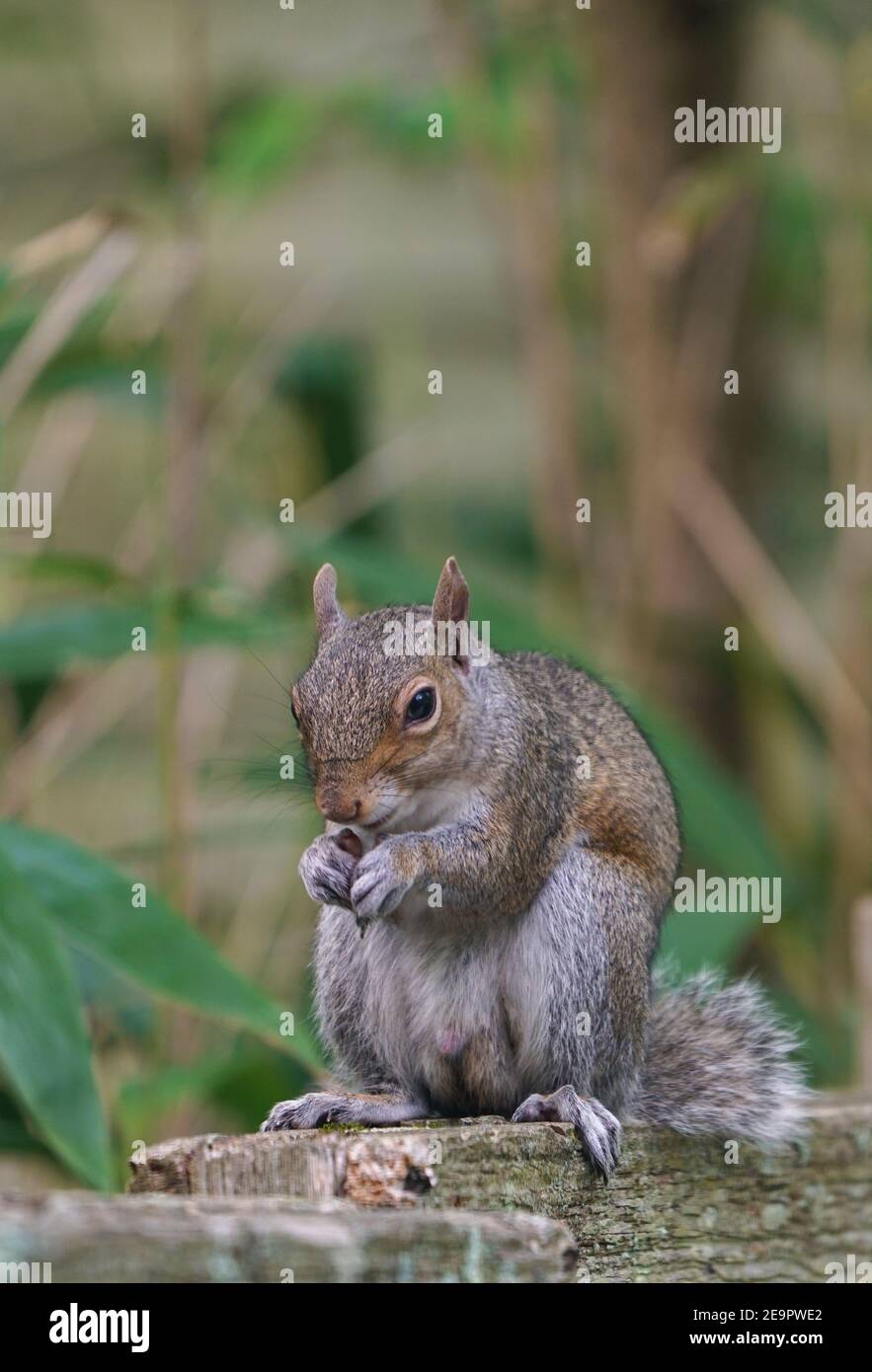 Male squirrel hi-res stock photography and images - Alamy