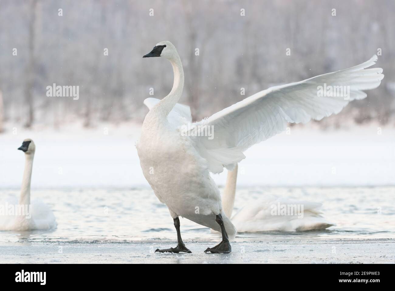 Trumpeter swan flapping wings (Cygnus buccinator), Winter, Mississippi ...