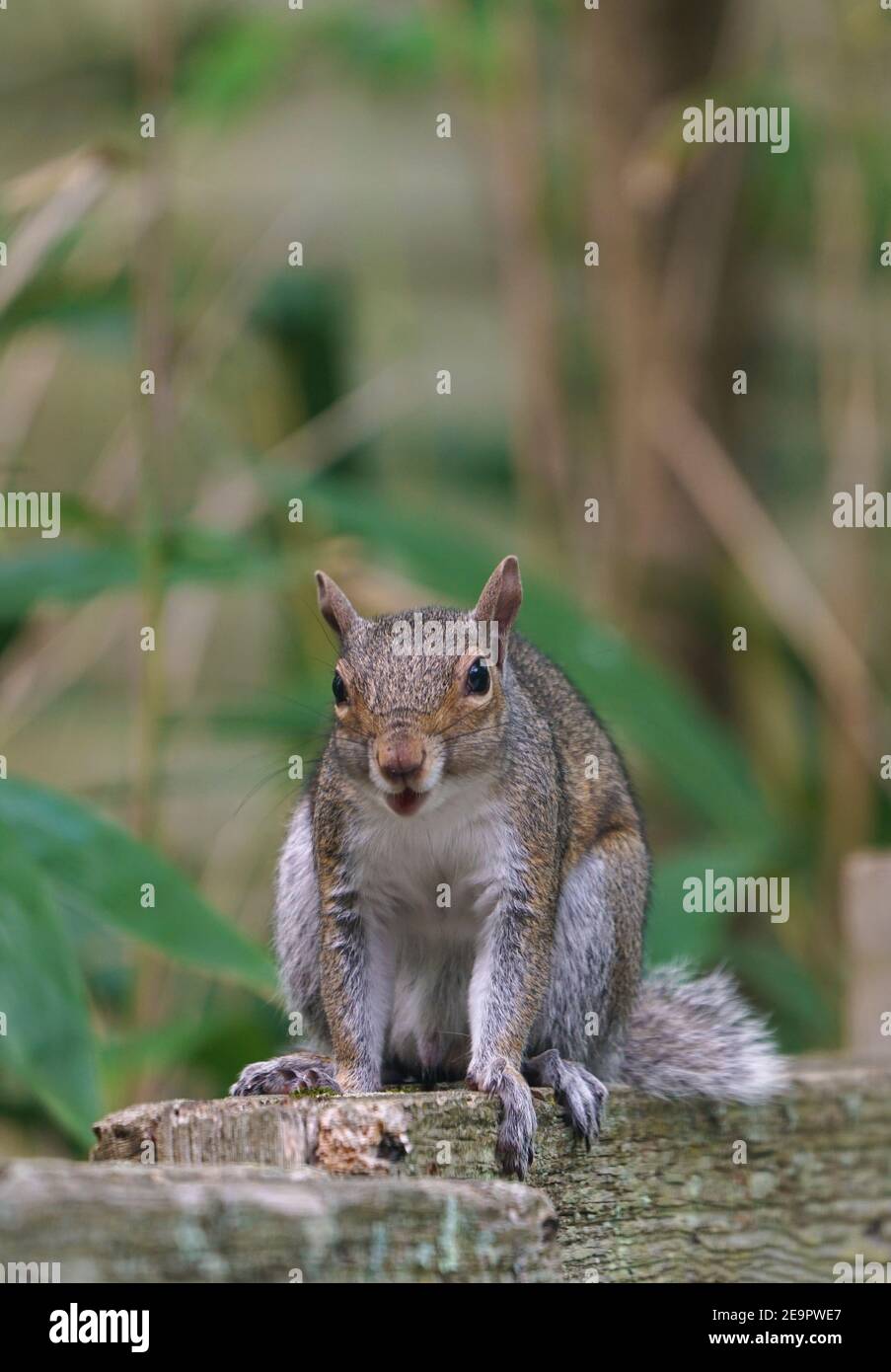 Male squirrel hi-res stock photography and images - Alamy