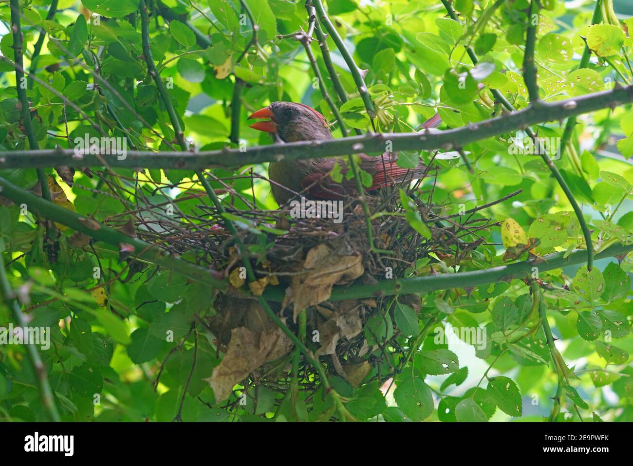 Baby red cardinal hi-res stock photography and images - Alamy