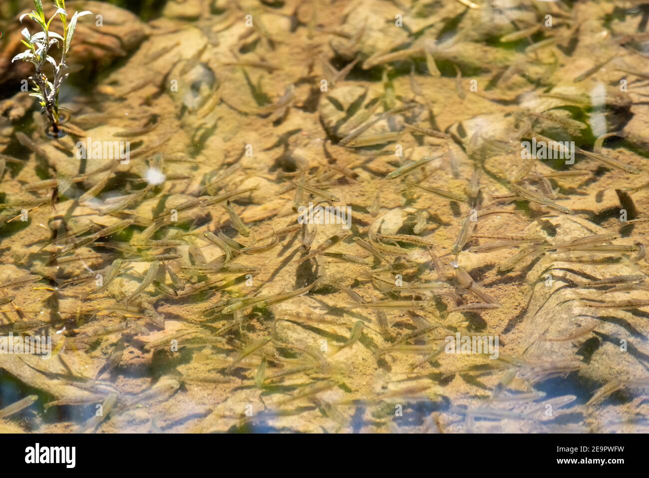 Several species of small fish in shallows along Oregon's Grande Ronde ...