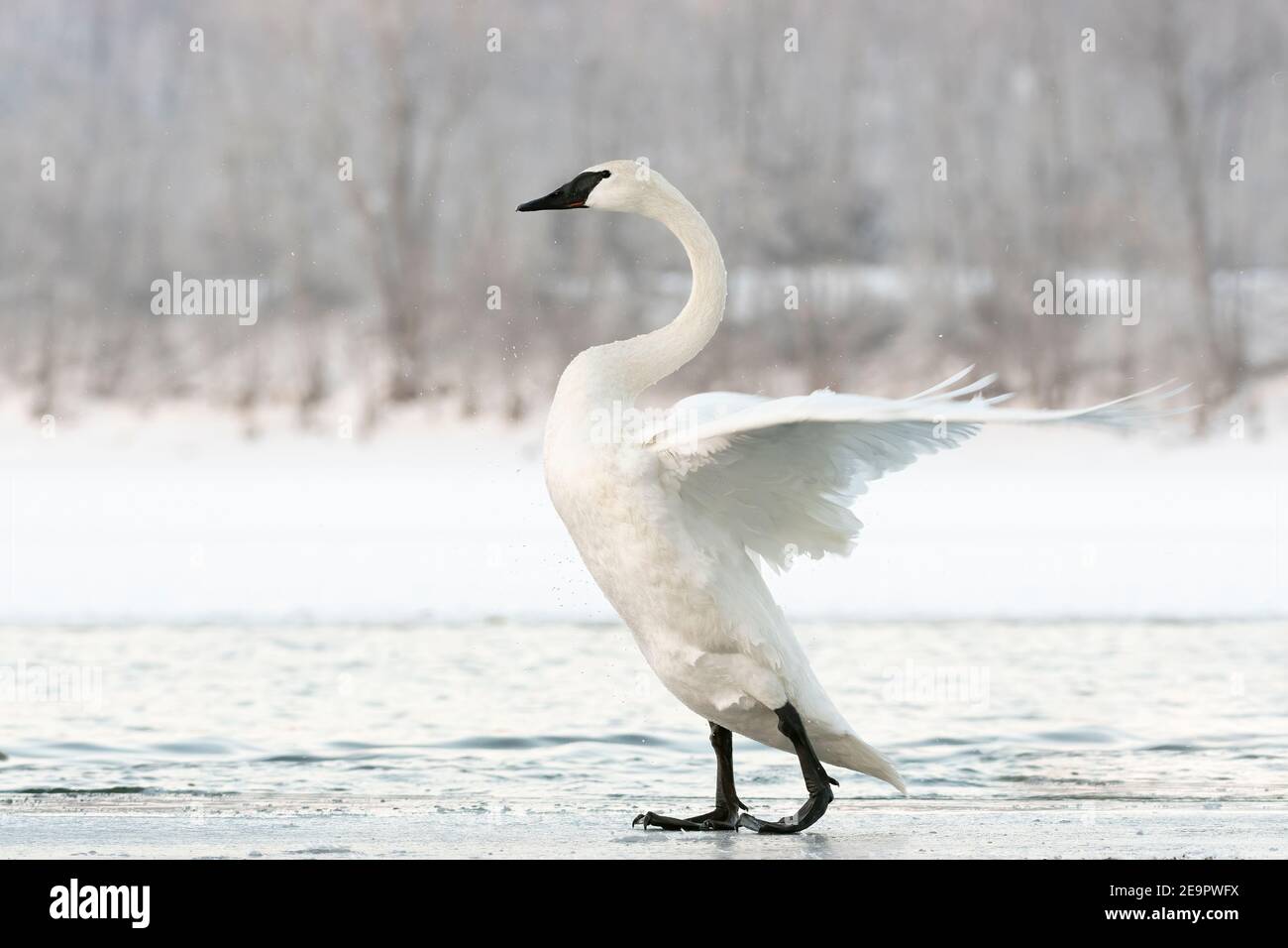 Trumpeter swan flapping wings (Cygnus buccinator), Winter, Mississippi ...