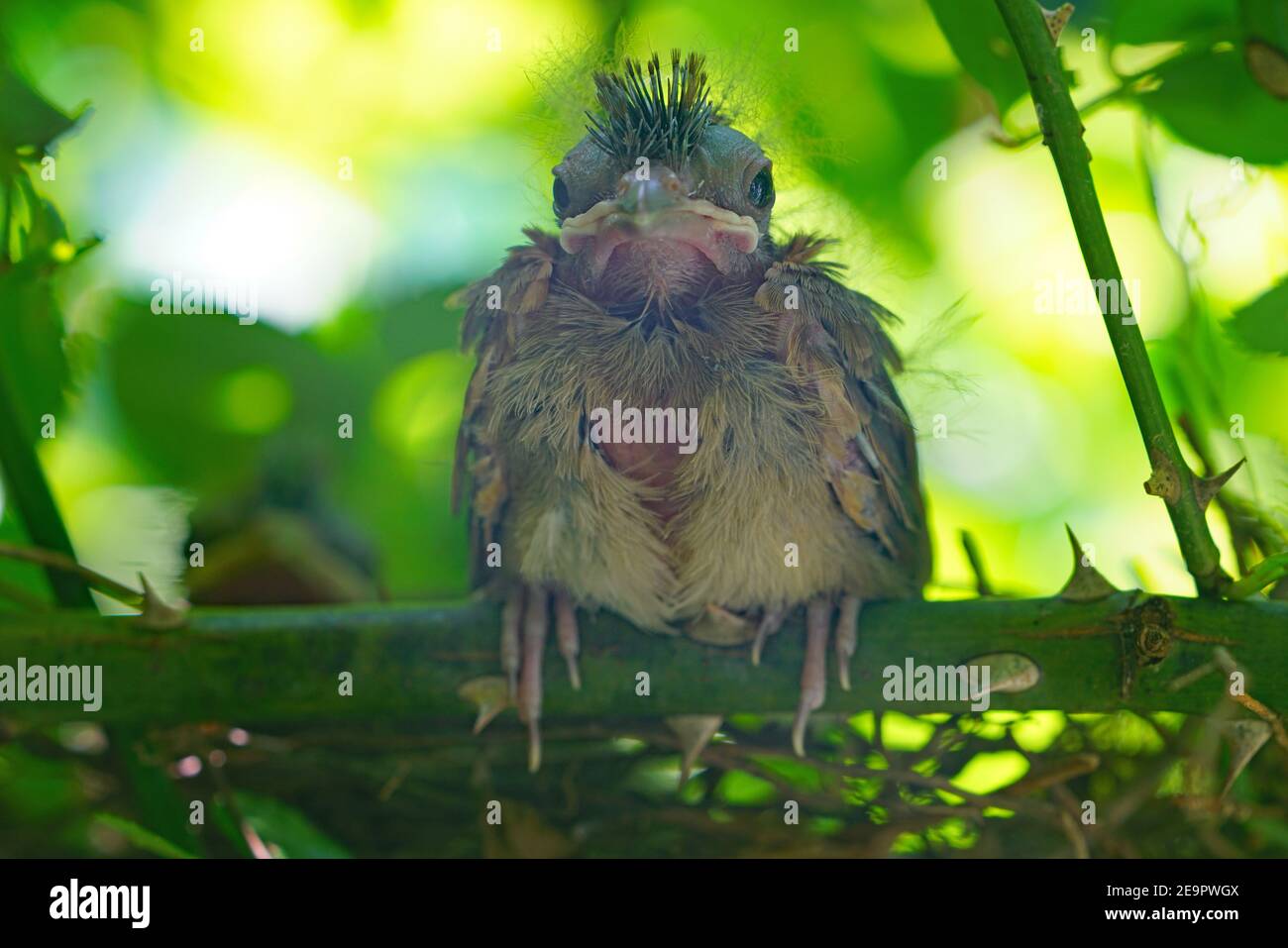 Bird cardinal fledgling hi-res stock photography and images - Alamy