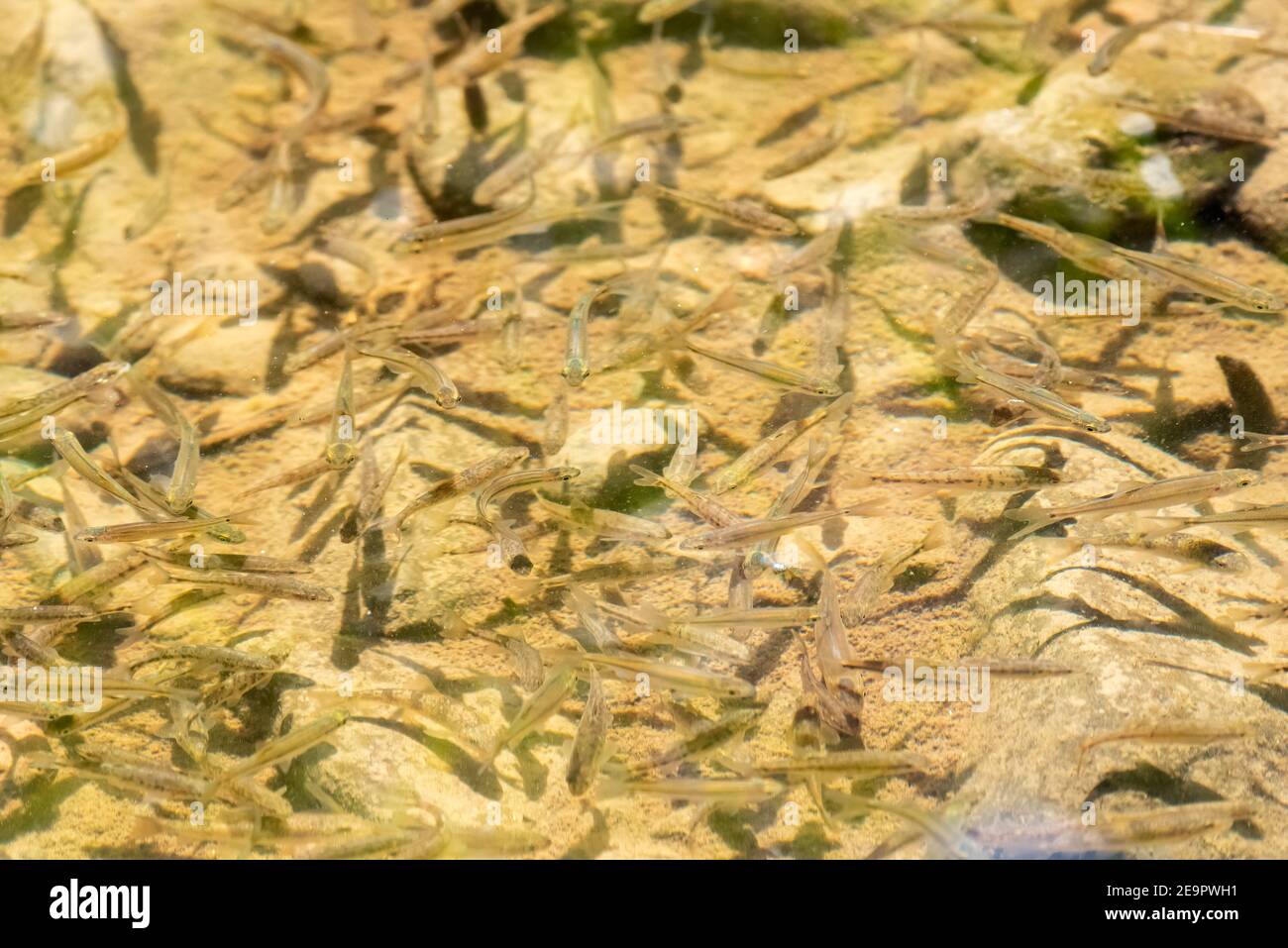 Several species of small fish in shallows along Oregon's Grande Ronde ...